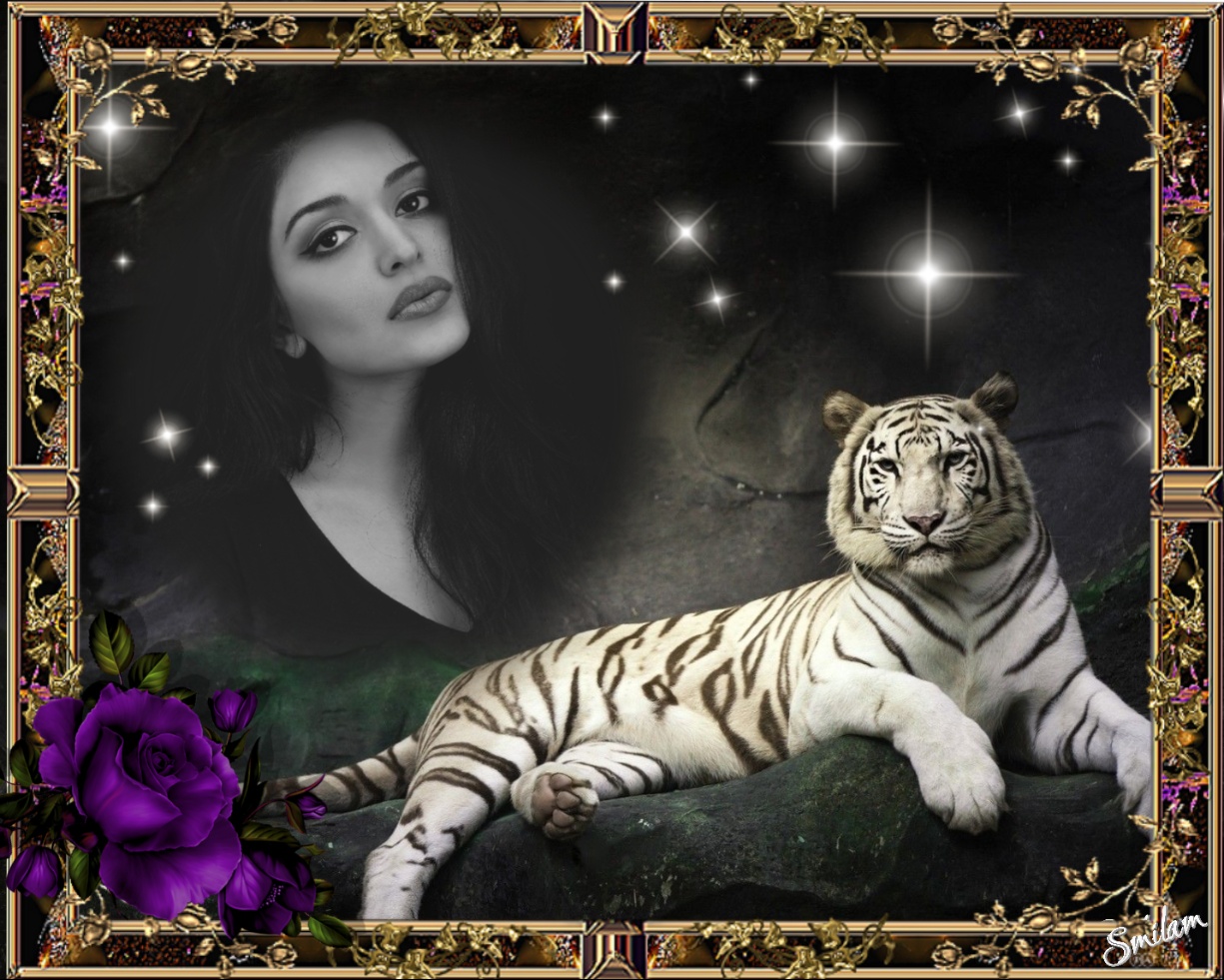 smilam's Wildlife Frames - Wildlife Frames - Beautiful White Tiger ...