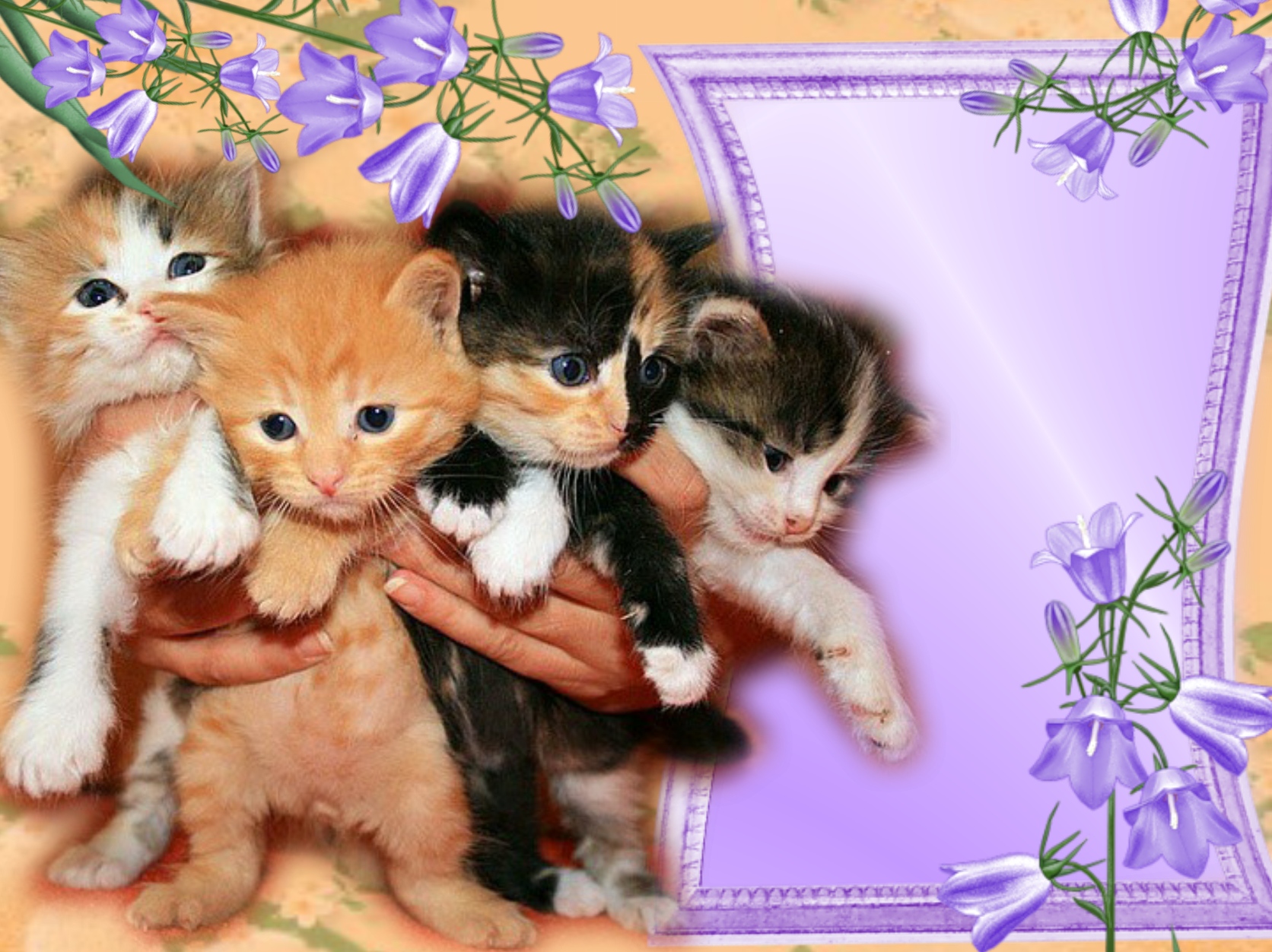Sinnlich's Cat Frames - Cute Cats - Cute Kitten Sinnlich cats Photo ...