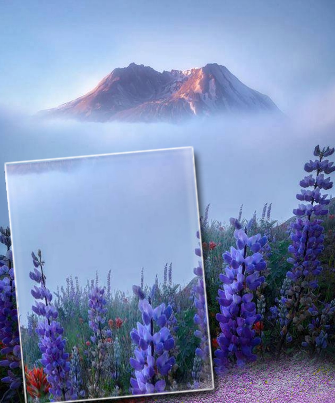 Emily50's Nature - nature flowers in Loving Memory - nature flowers in ...