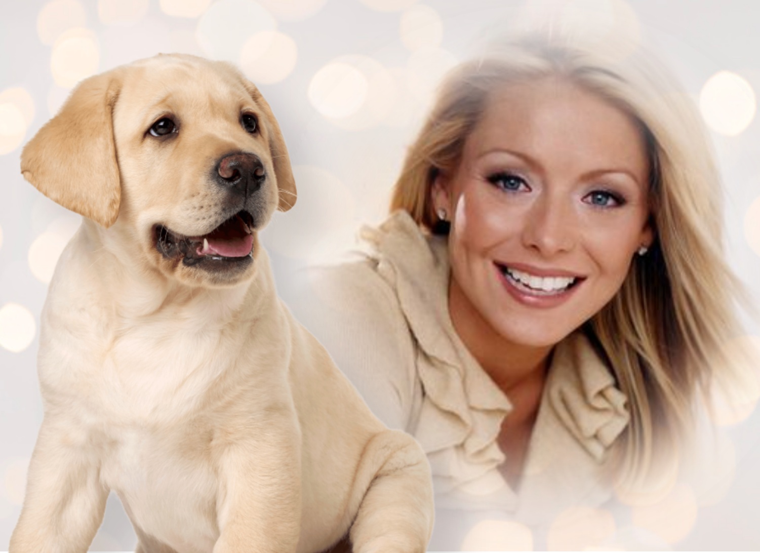 Elizabeth's CATS & DOGS 🐱 🐶 - Dogs Labrador Pets - Dogs Labrador Pets ...