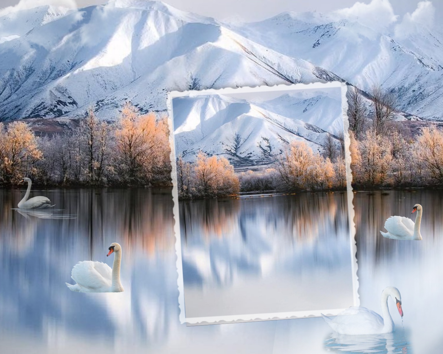 Emily50's Winter Frames - winter nature wildlife - winter nature wildlife