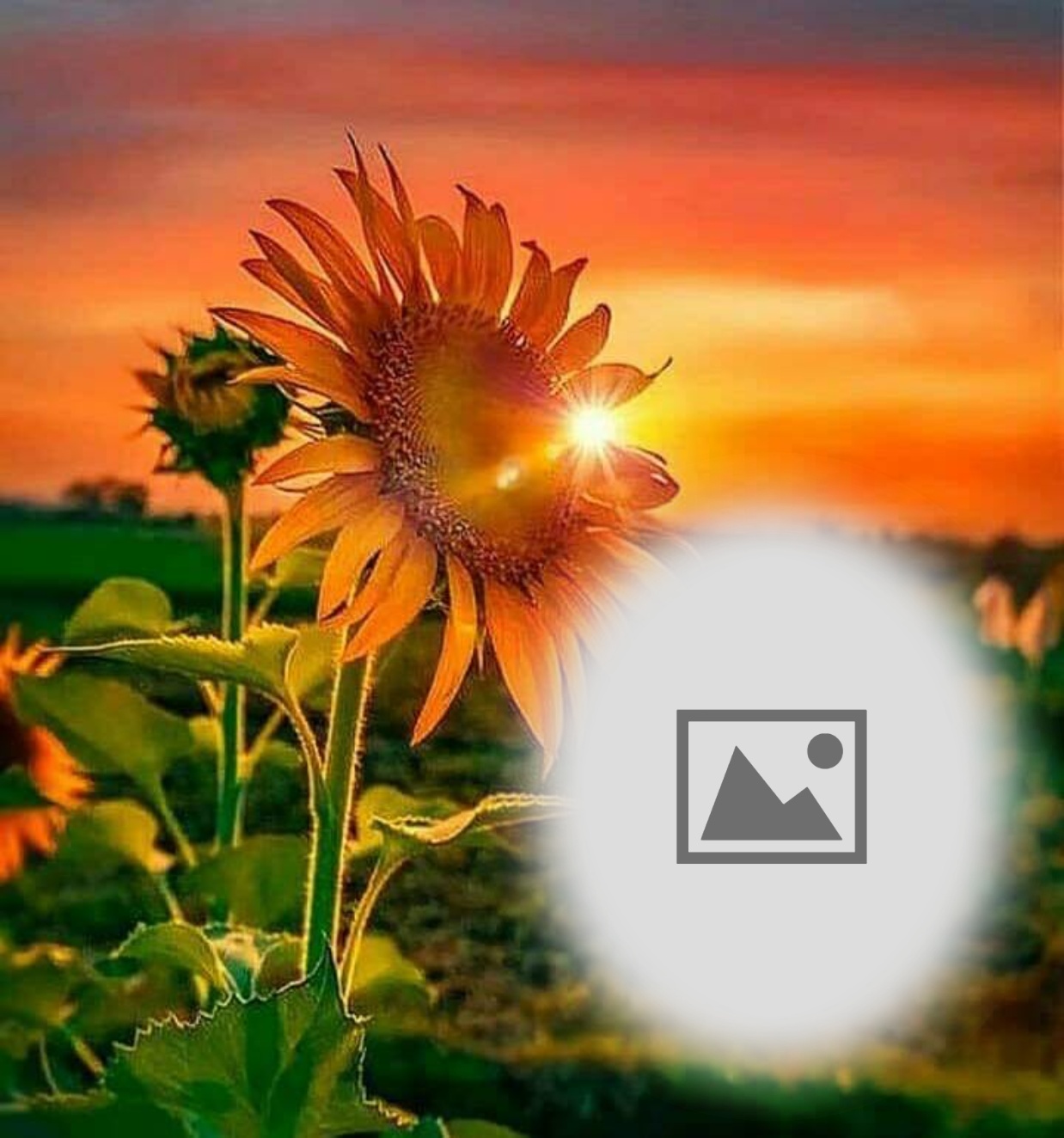 Loves_568's frames - sunflower sunset - sunflower sunset