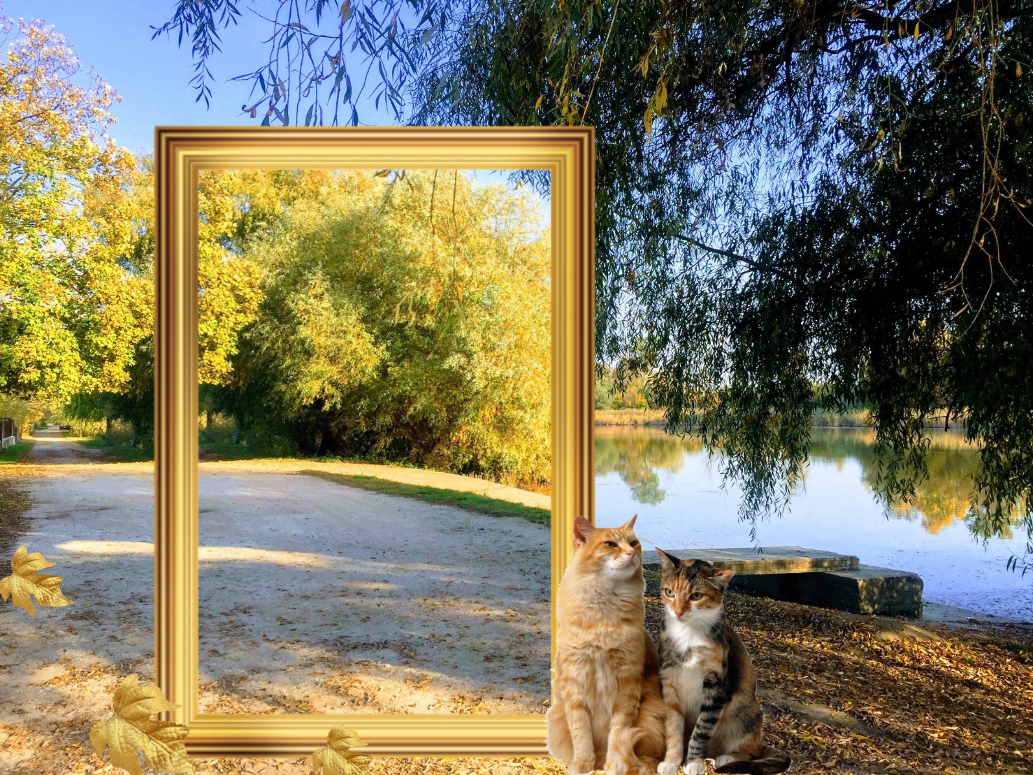 Emily50's Nature - Nature River LoveFallAutumnWildlifeEmily50Cats ...