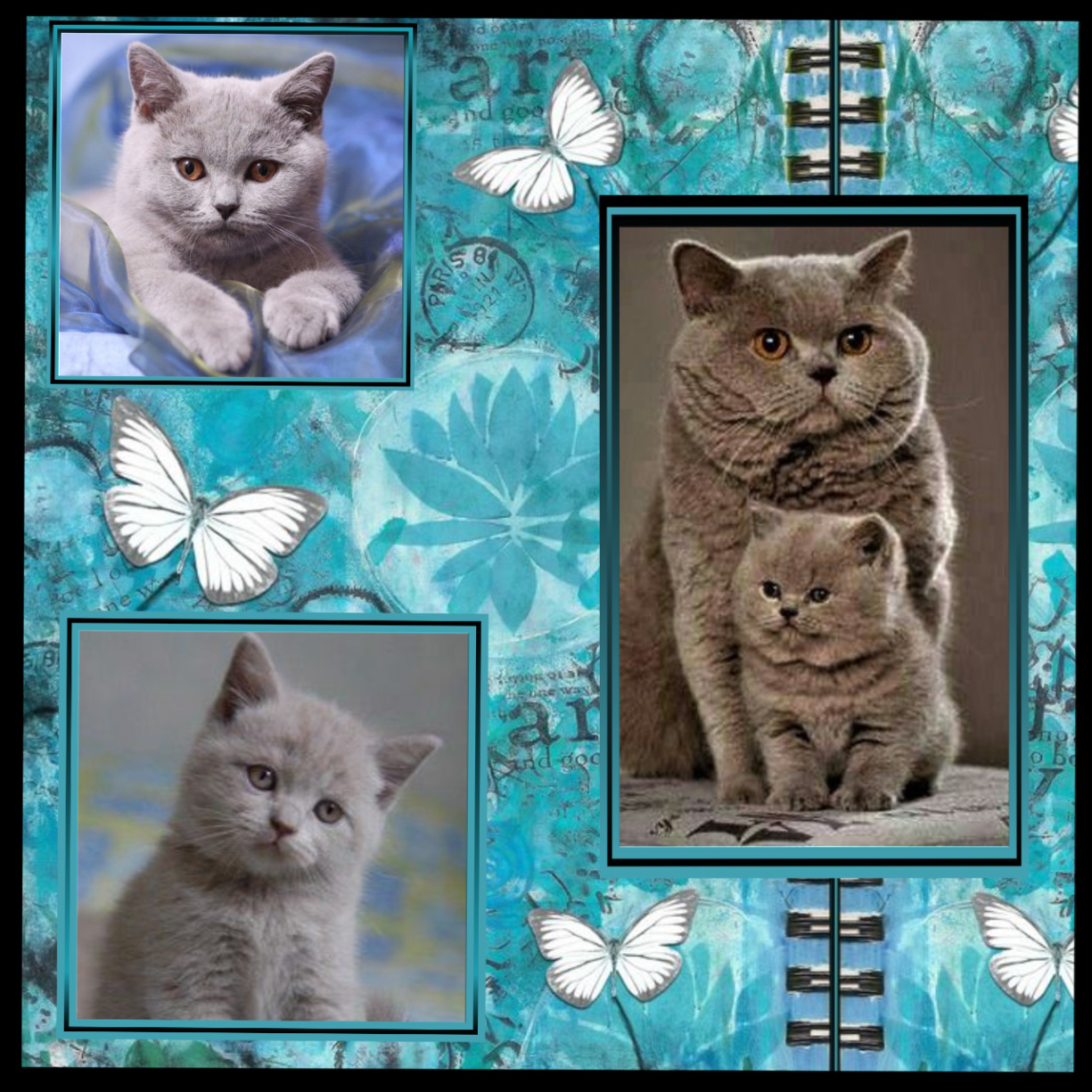 Mmhartley2's Everything Stream - Love Collage Family Kids - Love ...