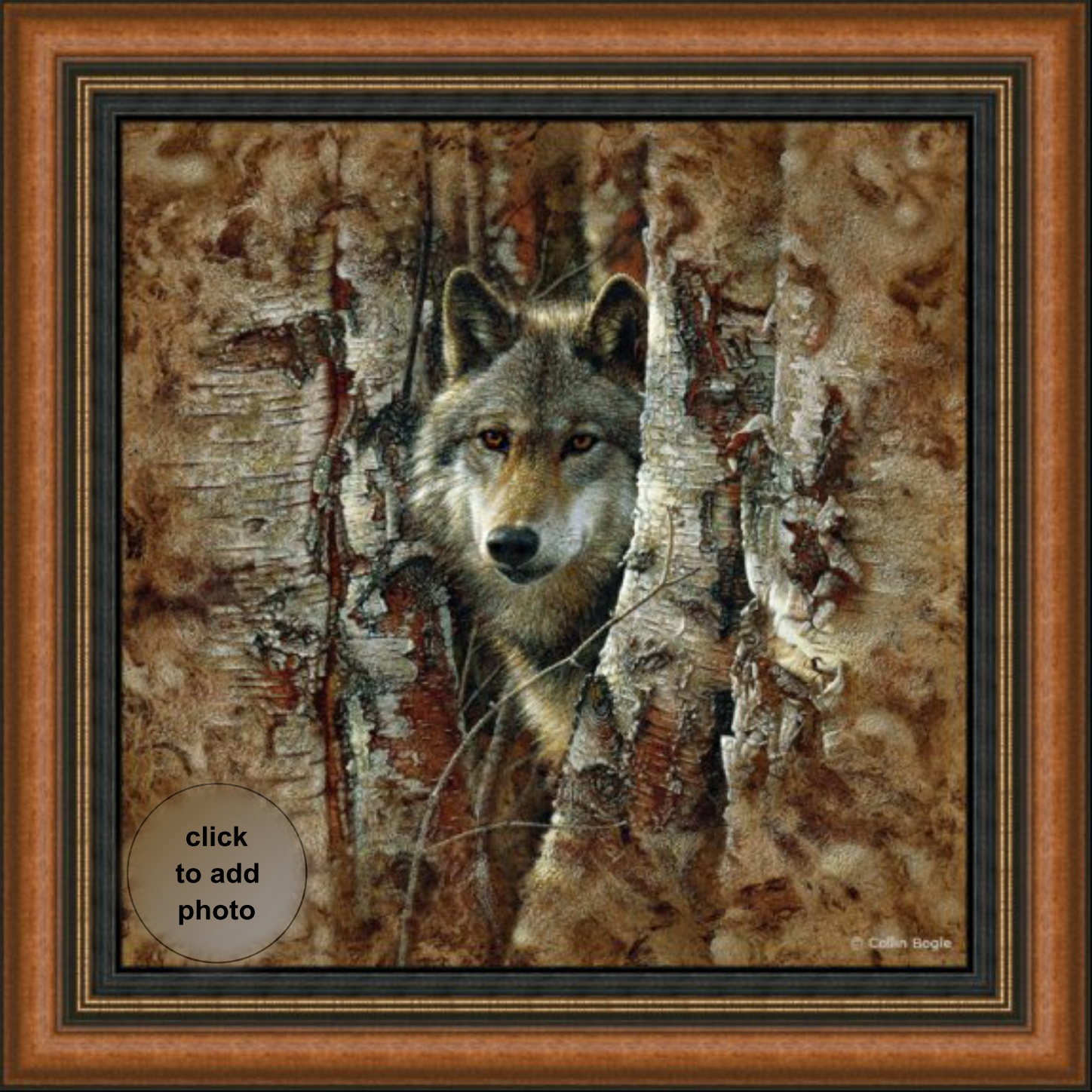 lorim805's Wildlife Frames - 2008 December - Beautiful Pic Of Wolf In ...
