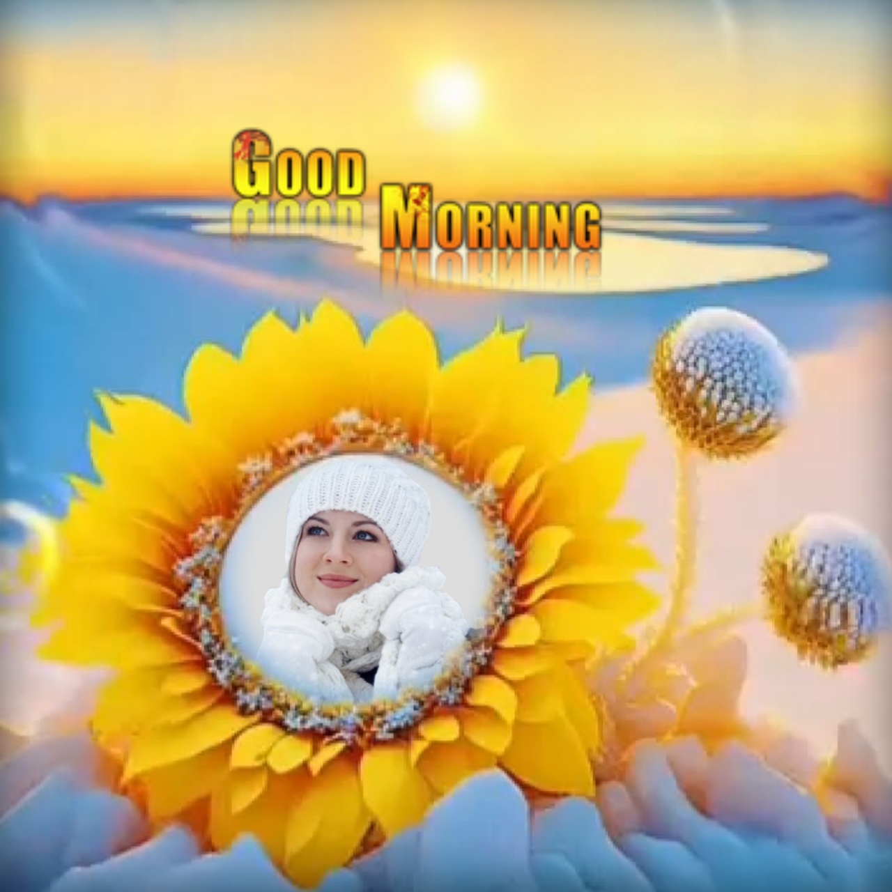 Adelaide's SUNFLOWERS - GIRASSOIS - GIRASOLES - Adelaide - Adelaide ...