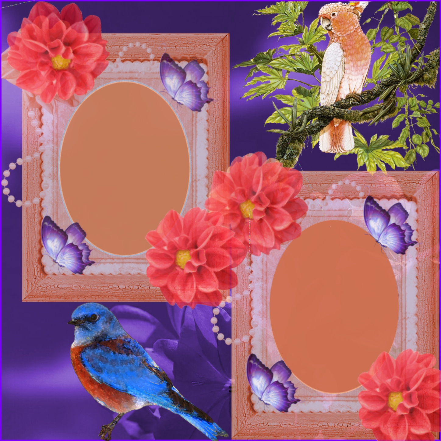 norafg62's Picture Frames - 2014 October - Peach Frames And Birds ...
