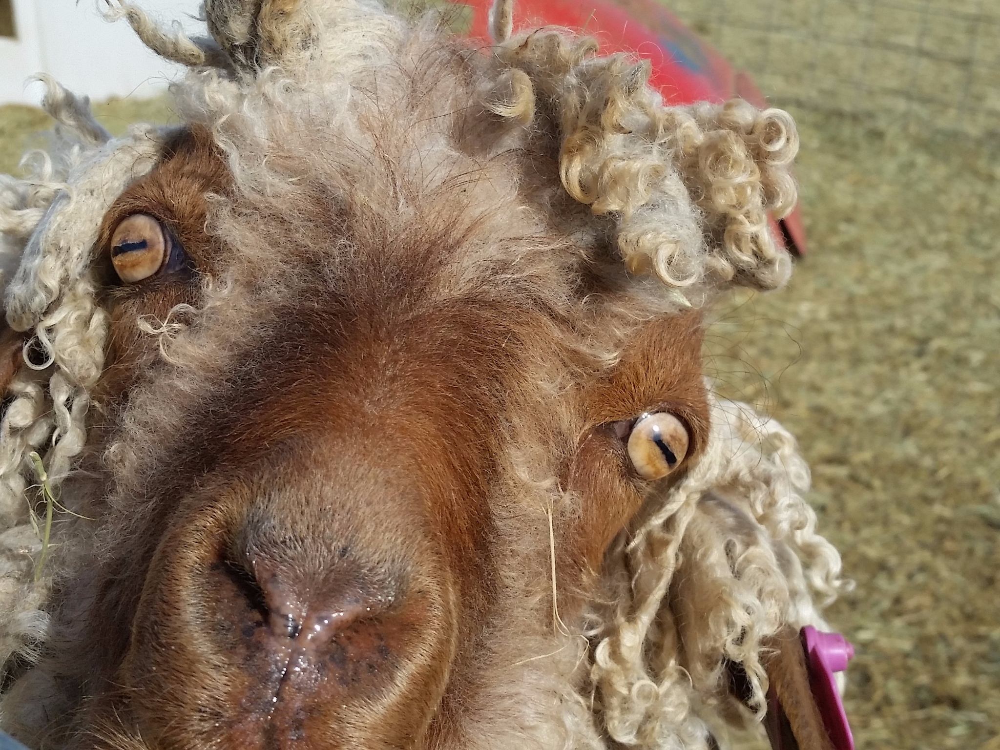 Beloved Rooster's GOATS! - One of the most unique goats I have seen ...