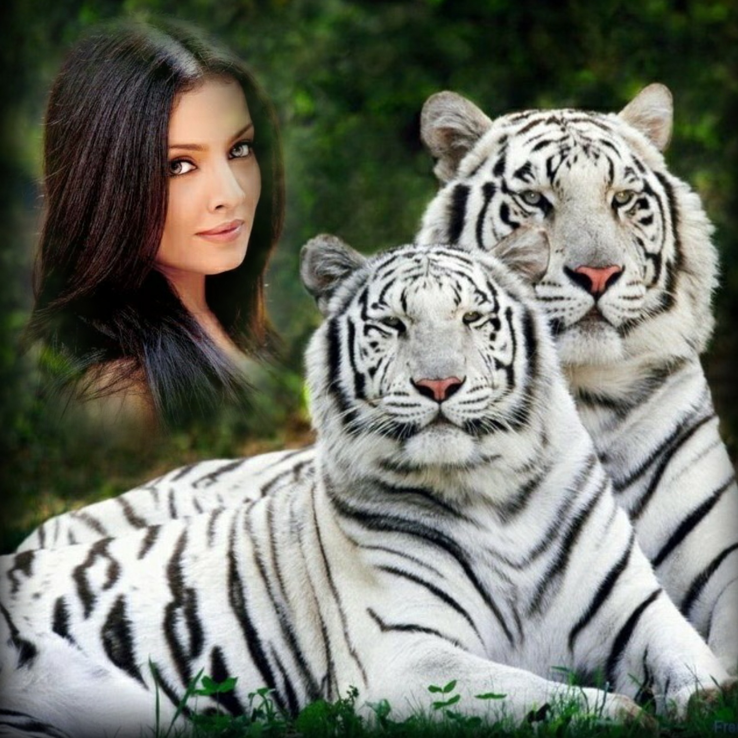 Elizabeth's ANIMALS & WILDLIFE 🙈 - Tiger Elizabeth - Tiger Elizabeth