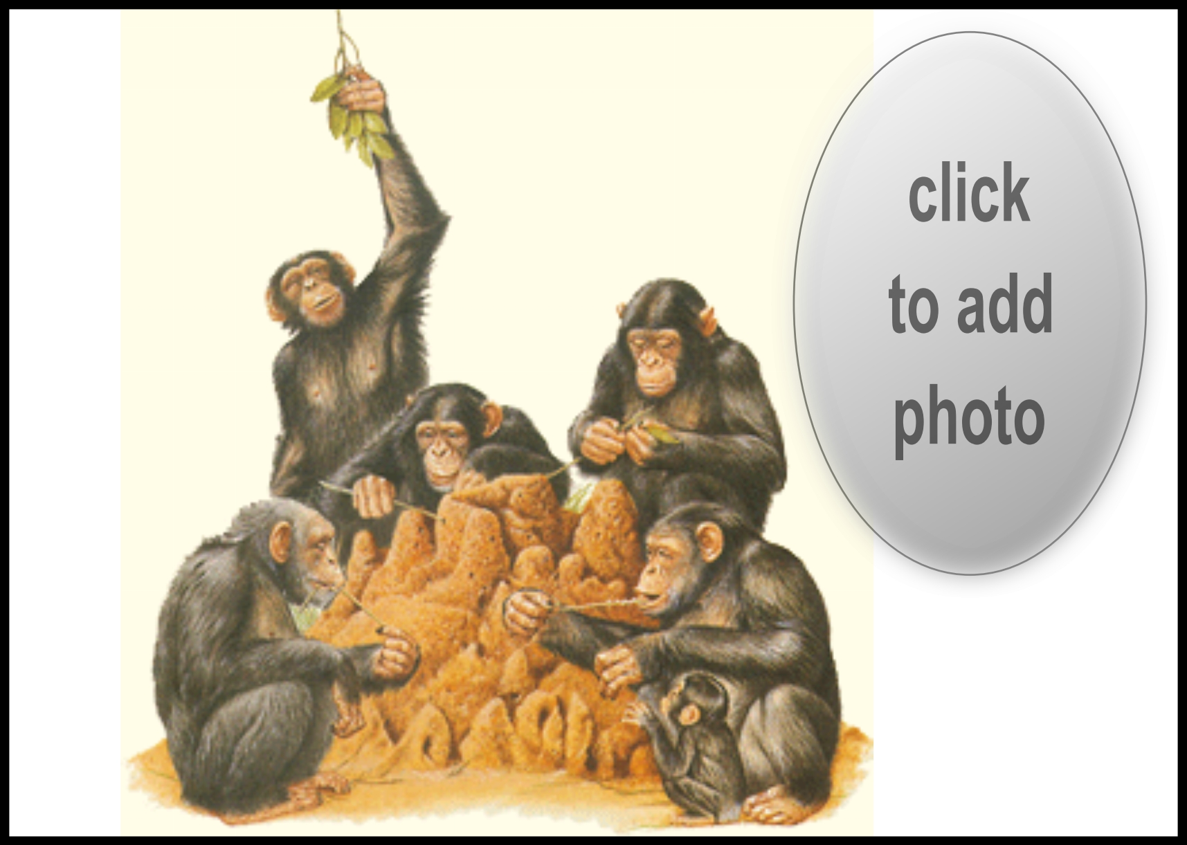 schnuckel1010's Wildlife Frames - 2009 May - Animated Monkey ...