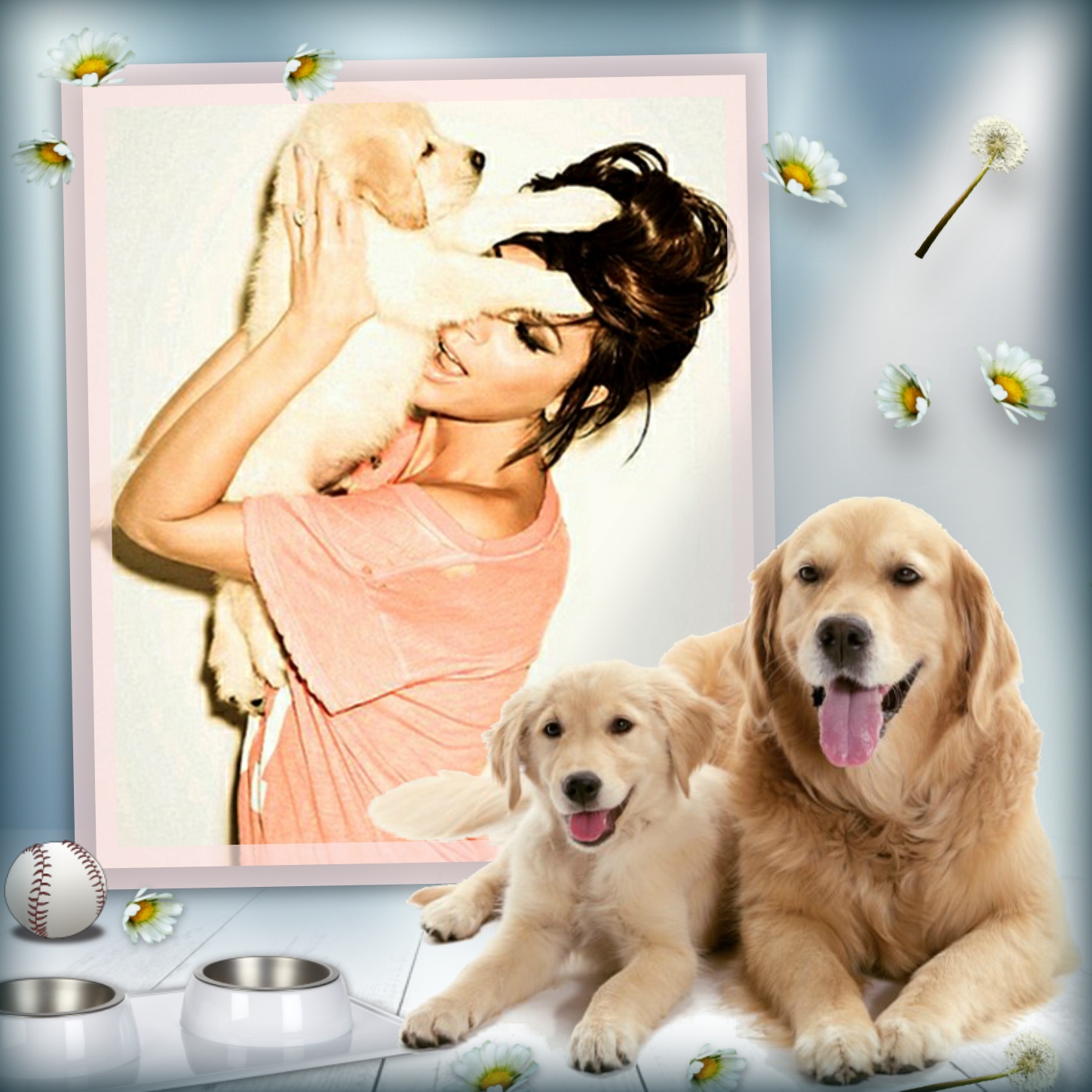 Elizabeth's CATS & DOGS 🐱 🐶 - Dogs Labrador Retriever - Dogs Labrador ...