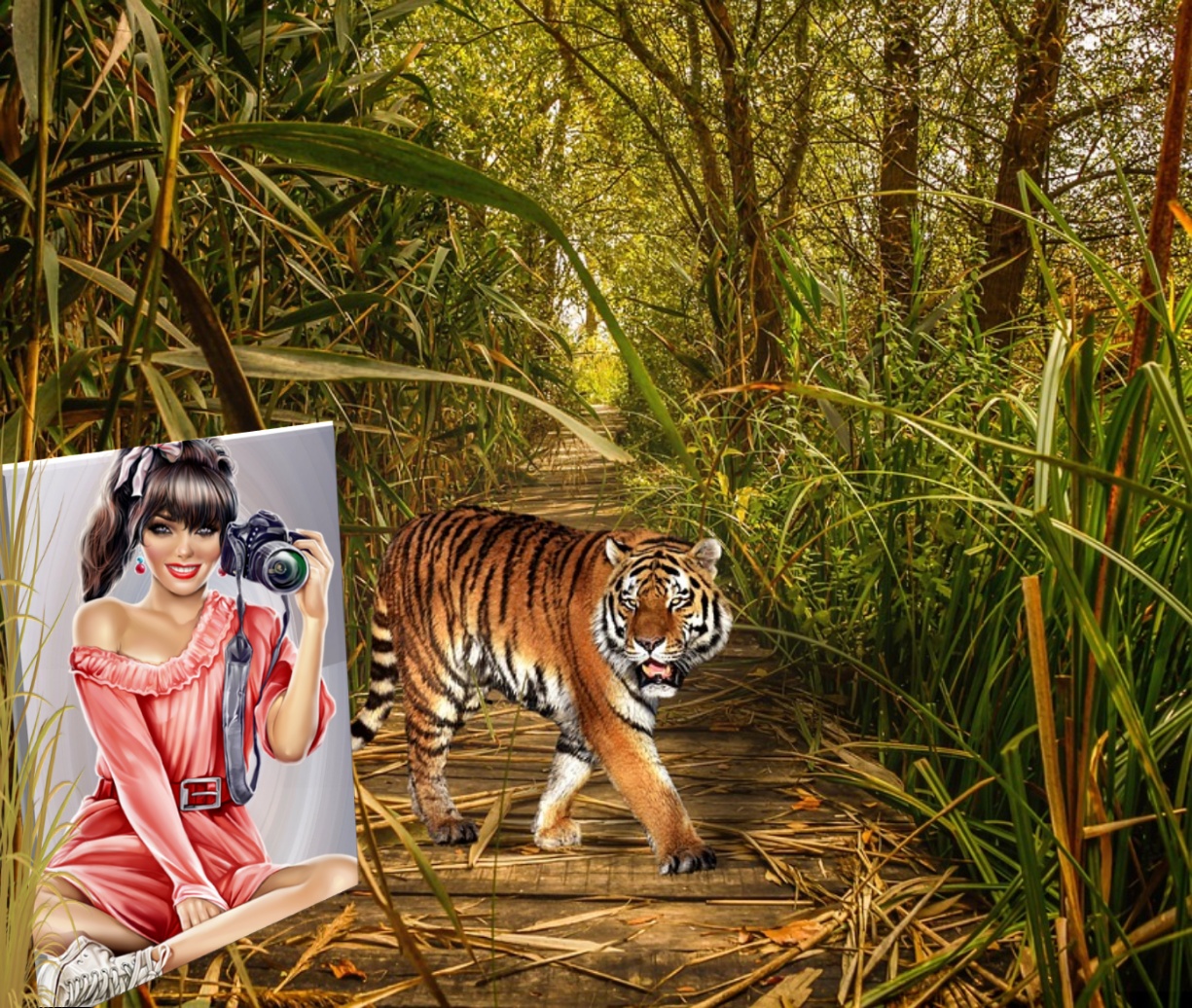 It'sMichelle's Wildlife Frames - Beautiful Tiger Wildlife Nature ...