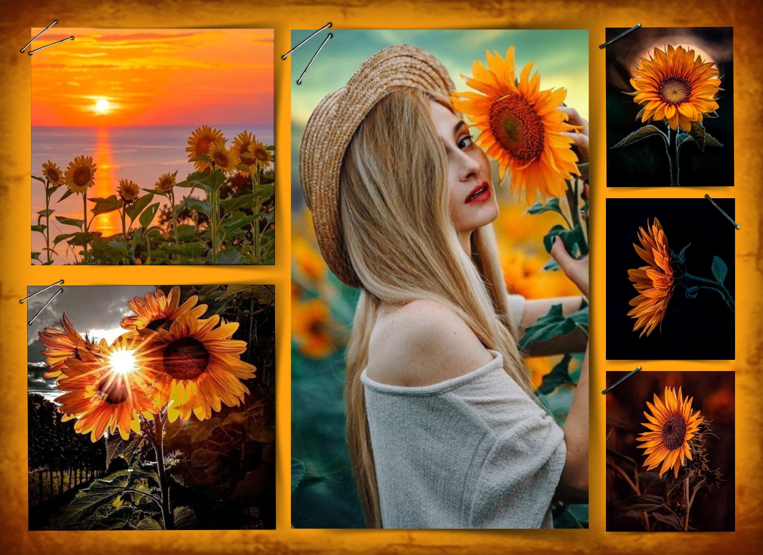 Adelaide's SUNFLOWERS - GIRASSOIS - GIRASOLES - Adelaide - Adelaide ...