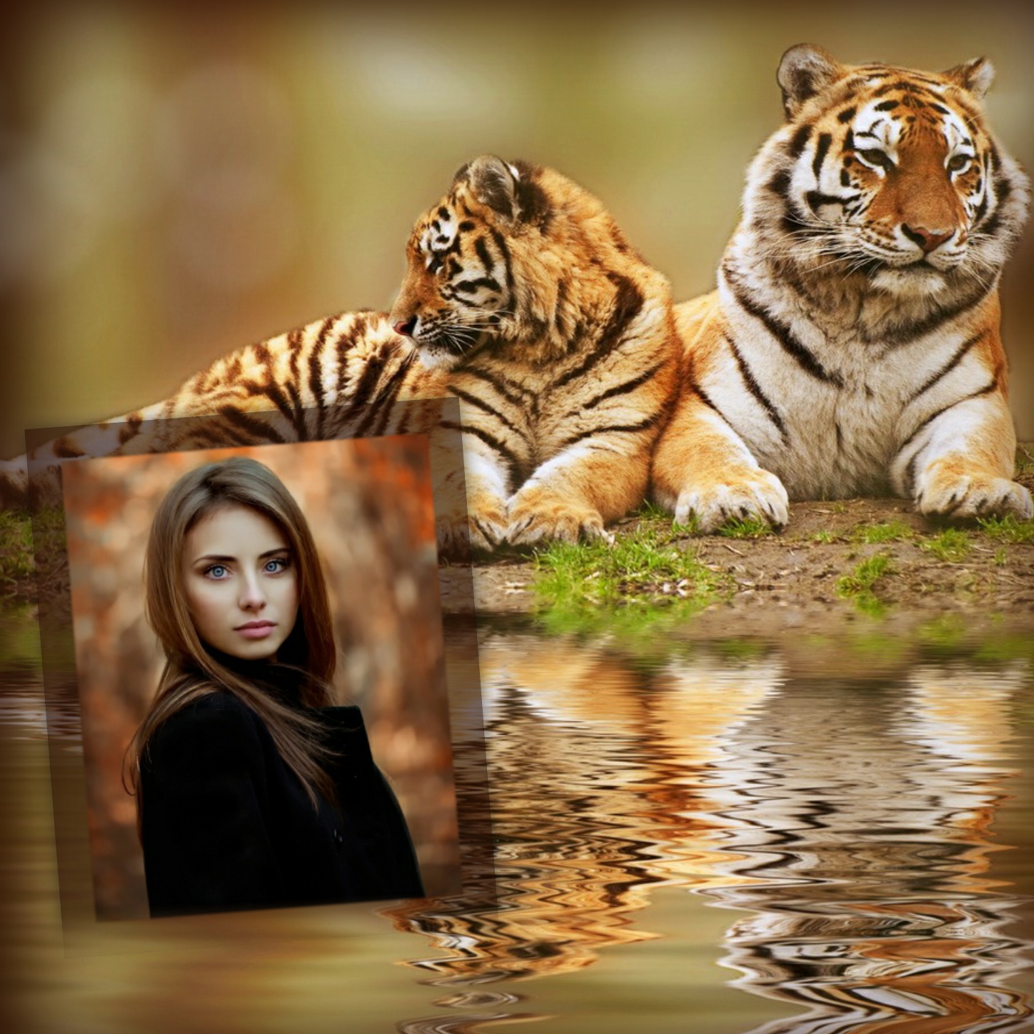 Elizabeth's ANIMALS & WILDLIFE 🙈 - Tiger Elizabeth - Tiger Elizabeth