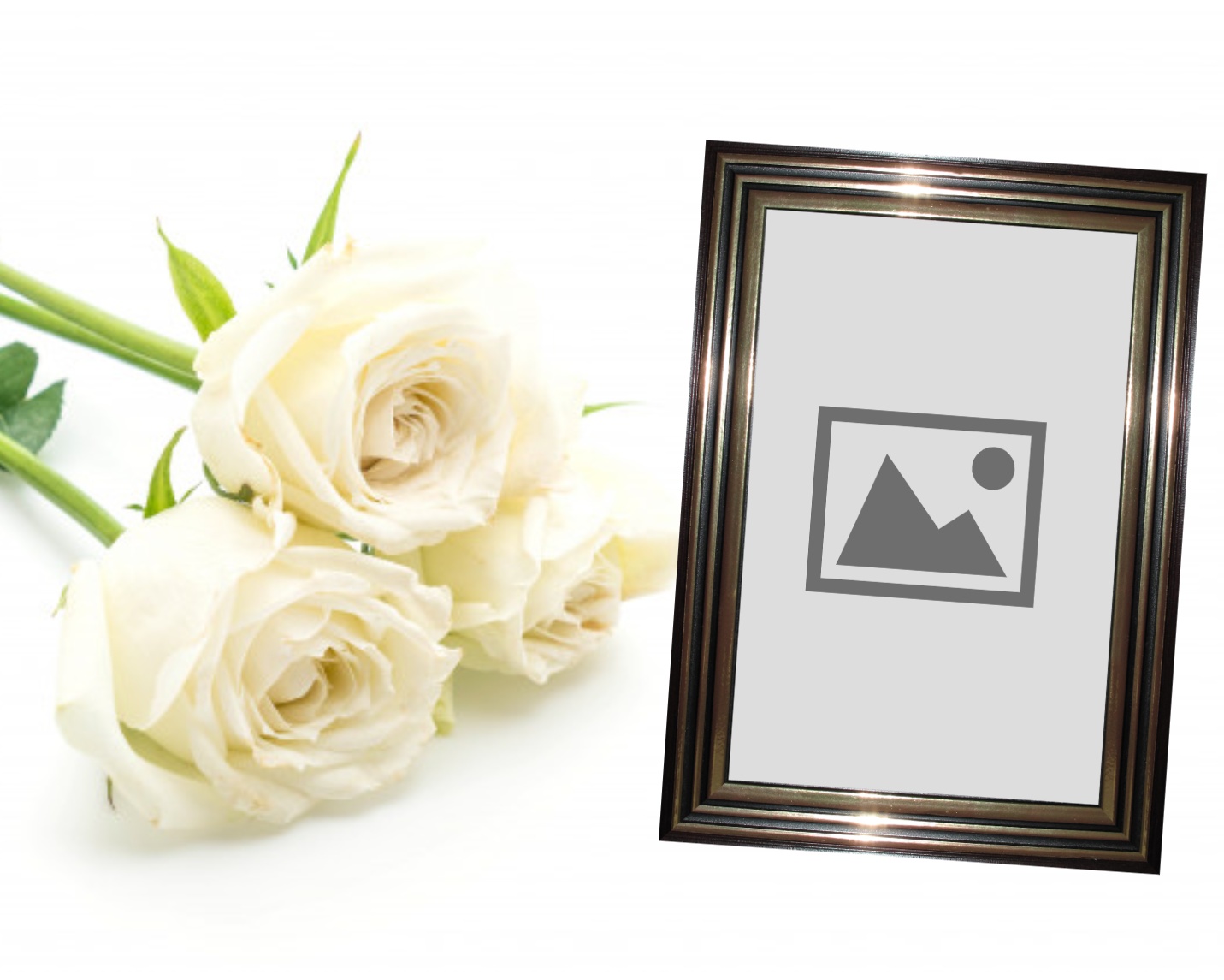 Jennifer Wilson's Roses - roses white Roses - White Roses - White Roses