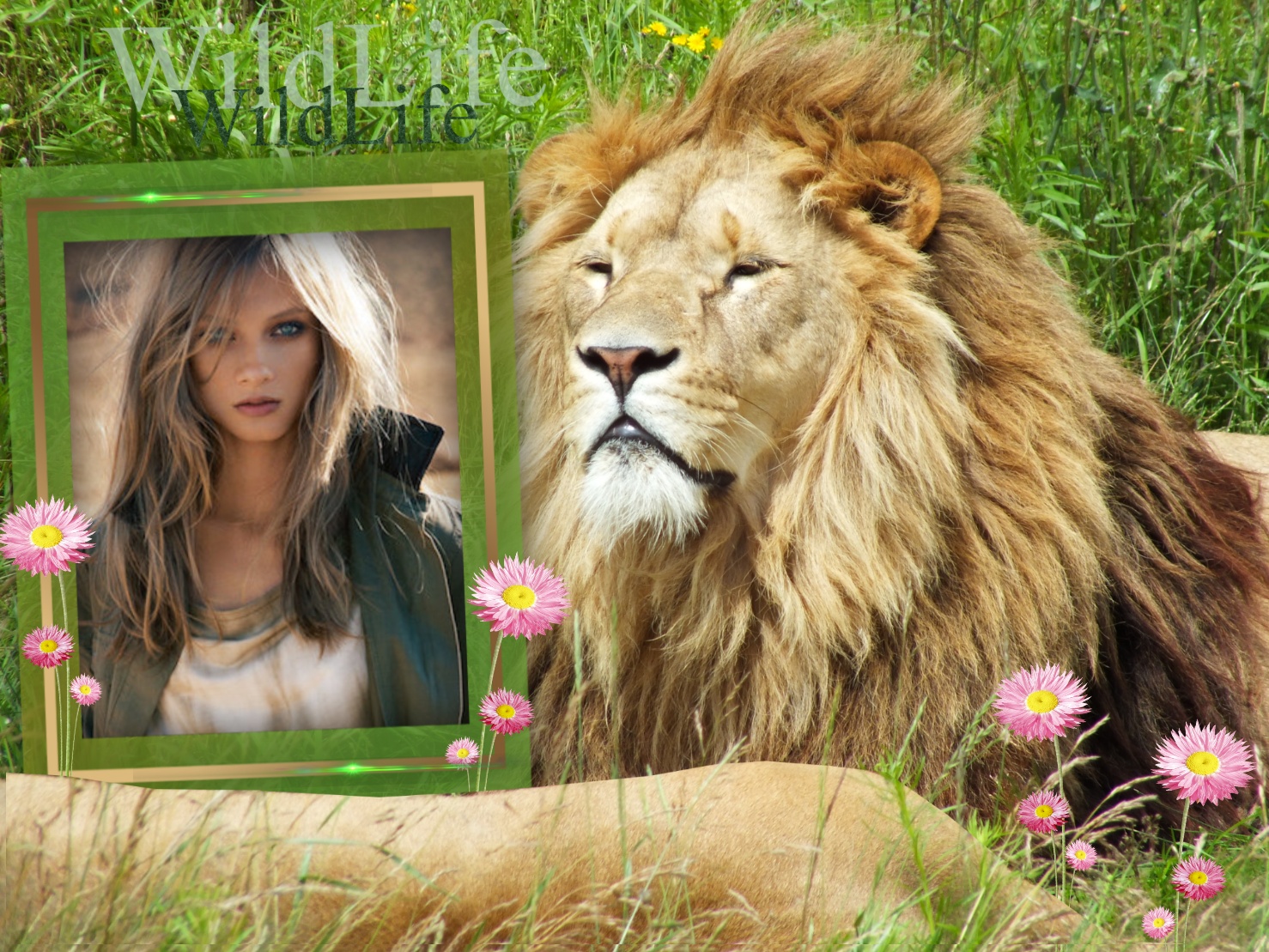 Nette's Wildlife,Animals, Pets, WoodlandAnimals - WildLife Wildlife Frame Nature Scenery ...