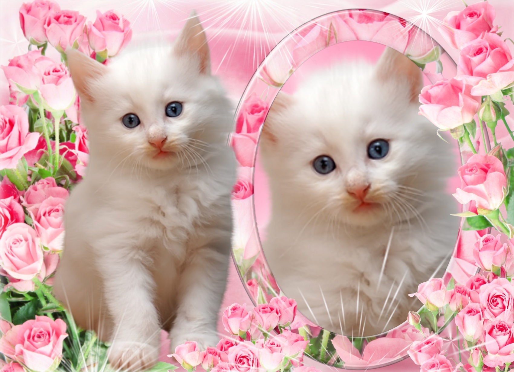 Sinnlich's Cat Frames - 2020 - Sinnlich's Cat Frames - 2020