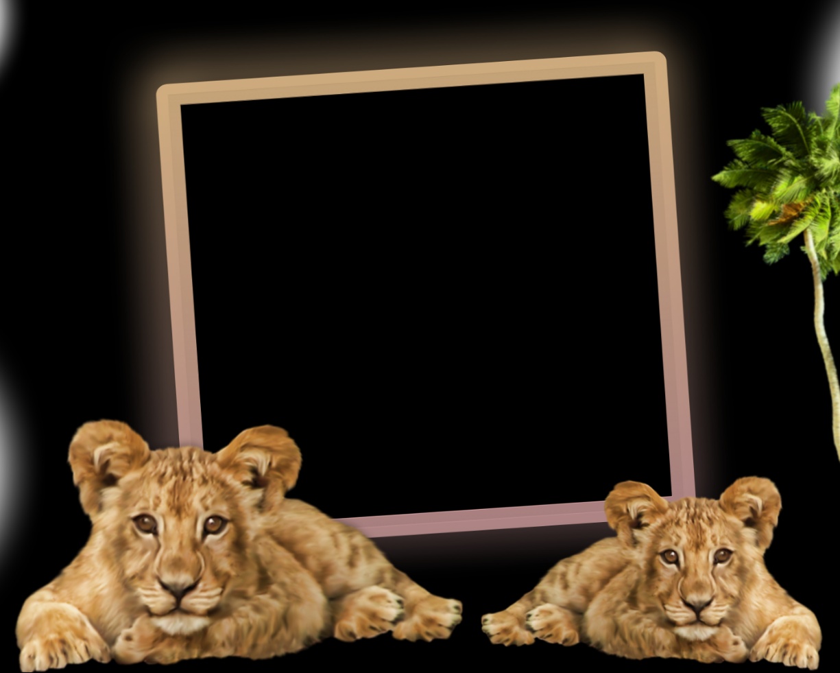 It'sMichelle's Wildlife Frames - Lions Wildlife - Lions Wildlife