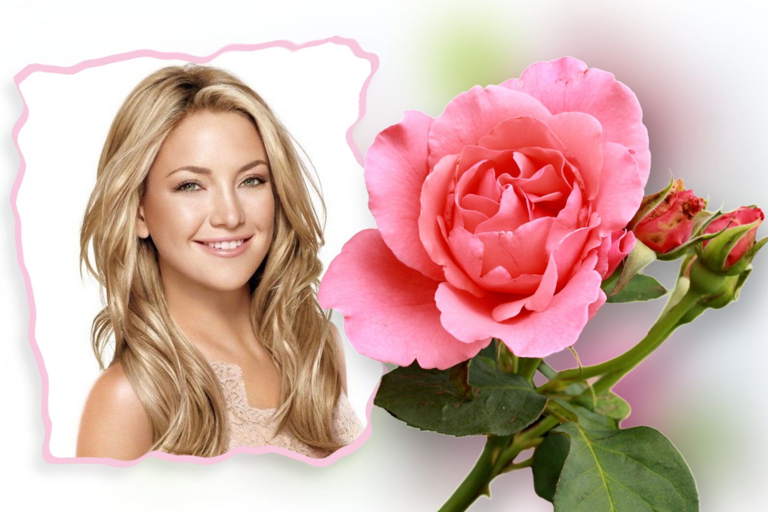 Elizabeth's GOOD MORNING/DAY/NIGHT ⭐️ 2/3 - Haveagreatday Pink Rose ...