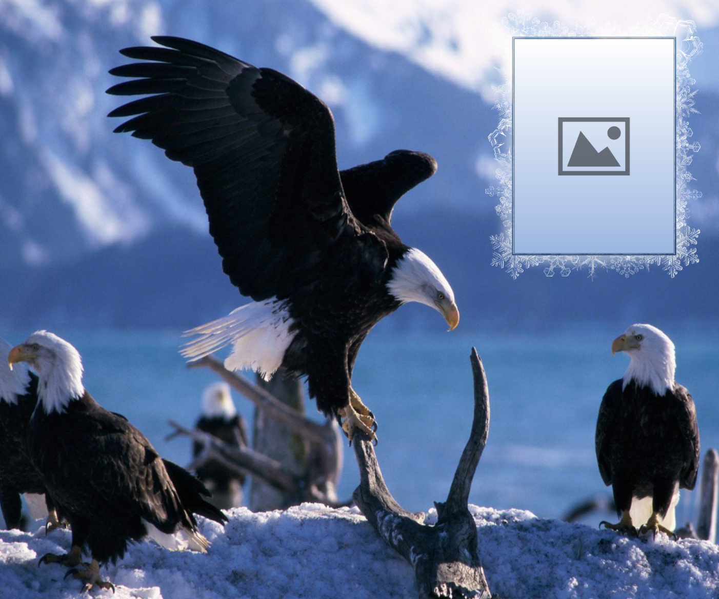 pussycatlady22's Wildlife Frames - Wildlife Frames Nature Birds ...