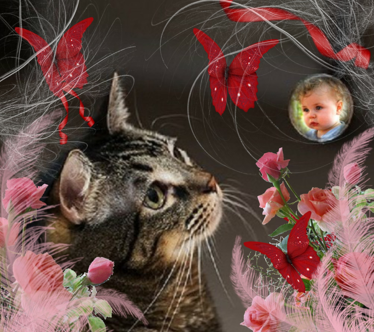 jbedwards007's Cat Frames - 2012 - Bubble in Kitties Eyes Bubble Frame ...