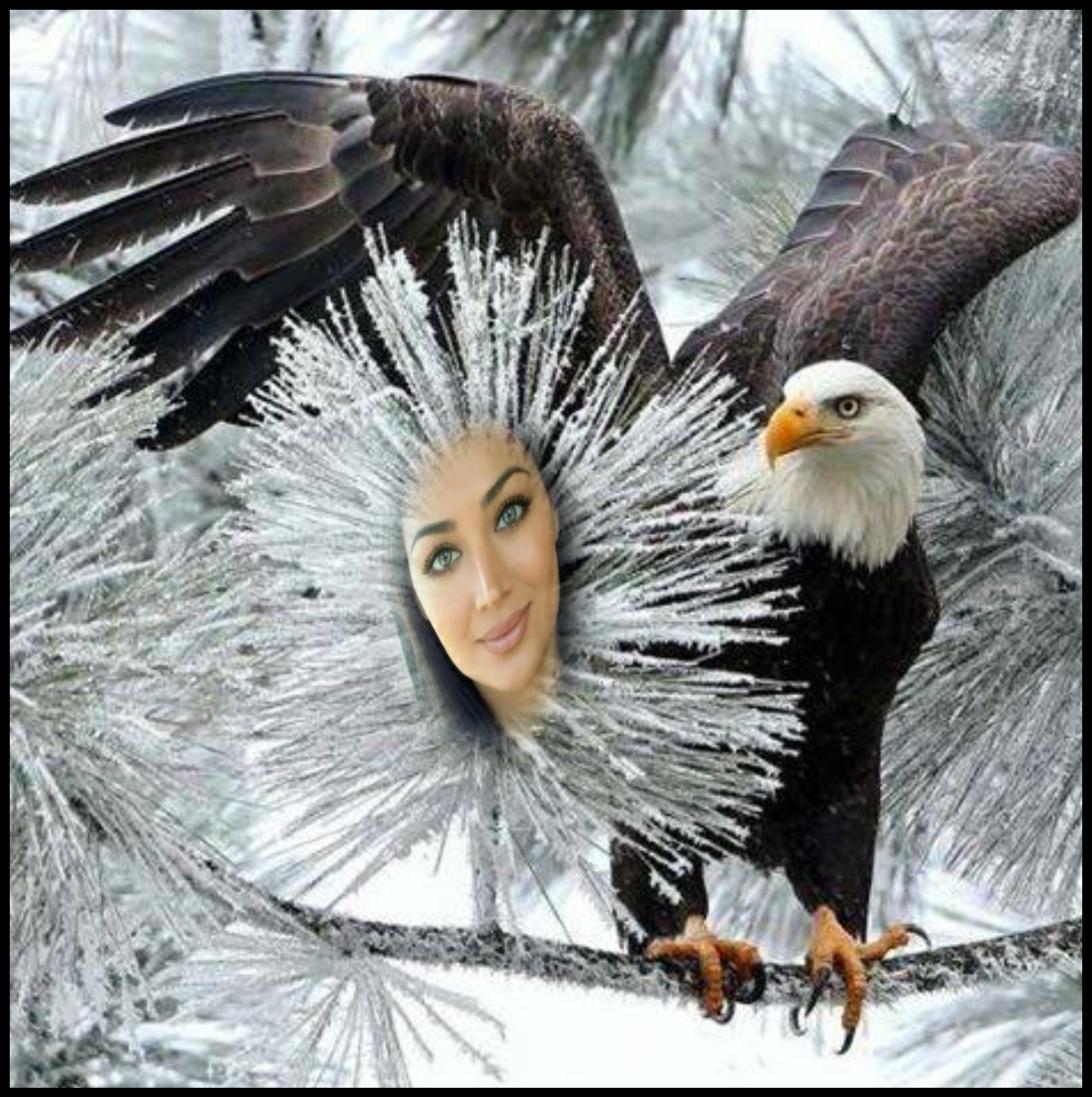 laceyjan's Pets and Animal Frames - 2015 - 2016 - American Bald Eagle ...