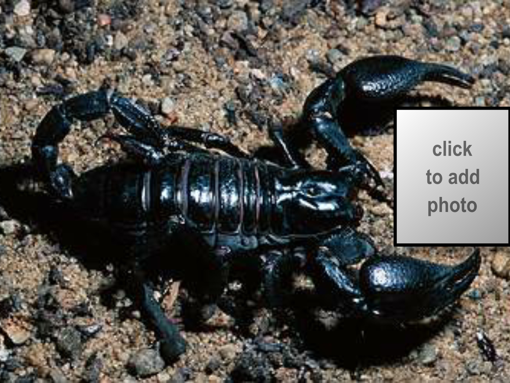 aka_james's Wildlife Frames - 2007 November - black scorpion Aka James ...
