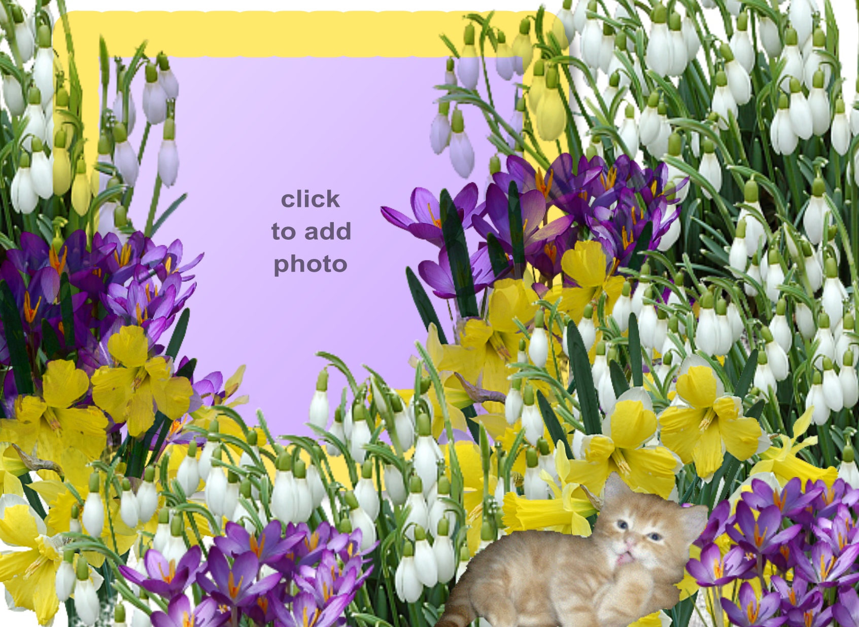 Sinnlich's Spring Frames - 2011 - Cat in May Sinnlich Spring Cats ...