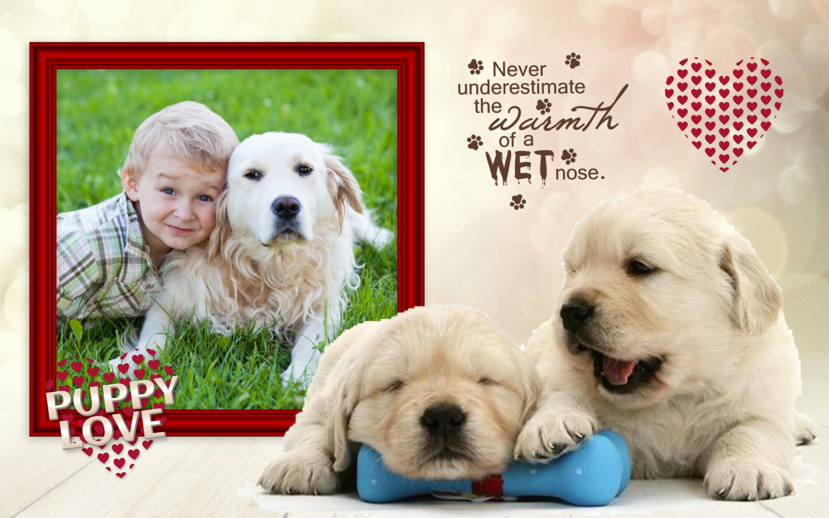 Elizabeth's CATS & DOGS 🐱 🐶 - Dogs Labrador Pets - Dogs Labrador Pets ...