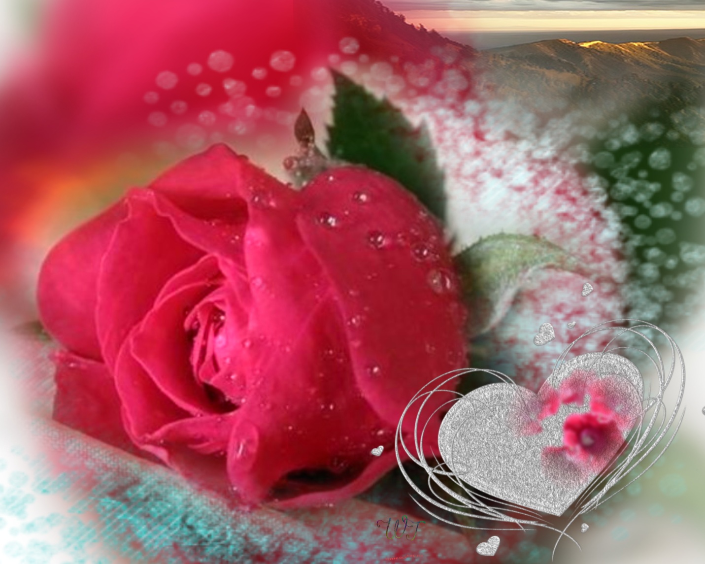 wiesiatomaszewska's Beautiful - RosesIn ...