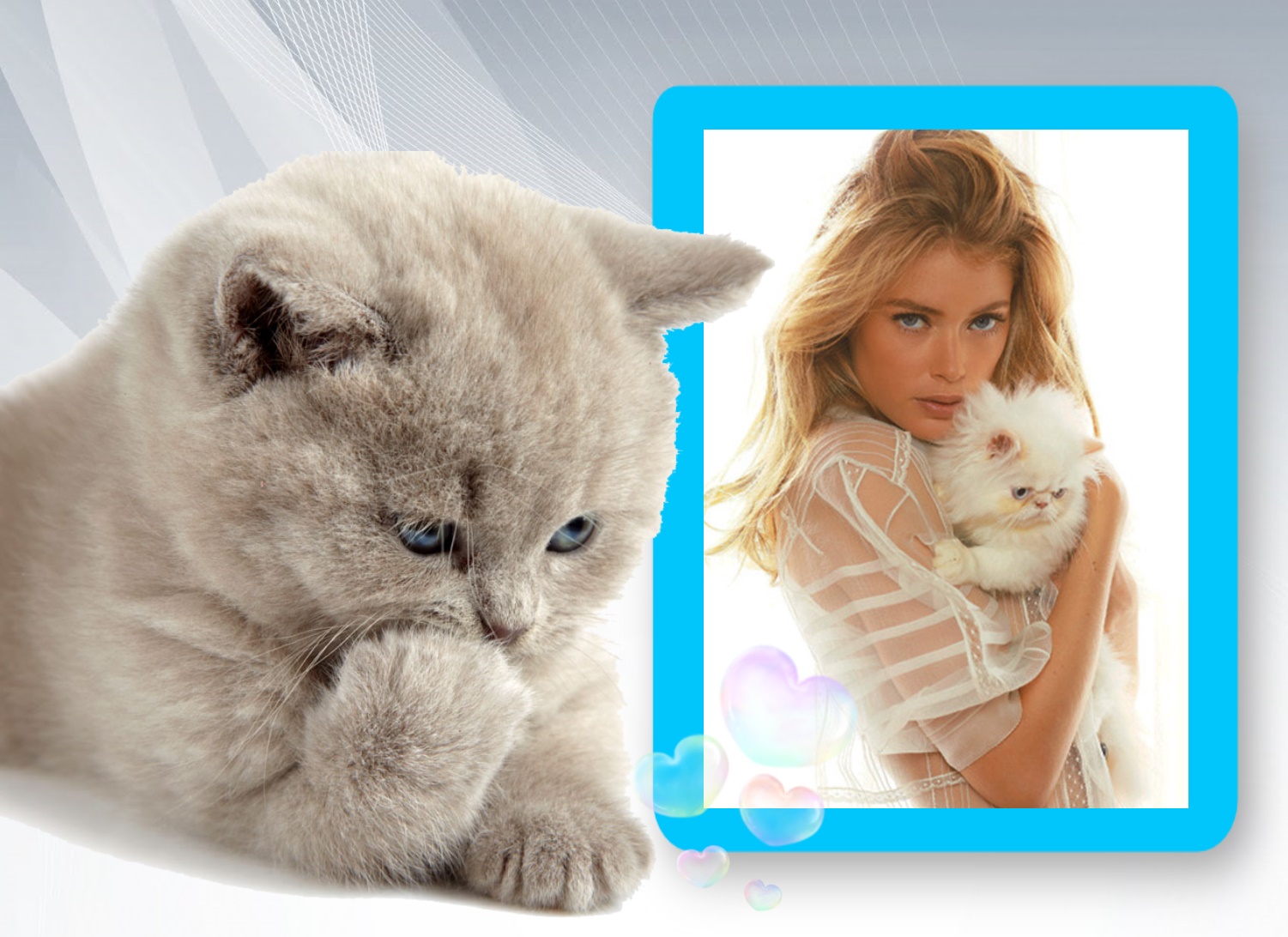 Elizabeth's CATS & DOGS 🐱 🐶 - Cats Pets Elizabeth - Cats Pets Elizabeth