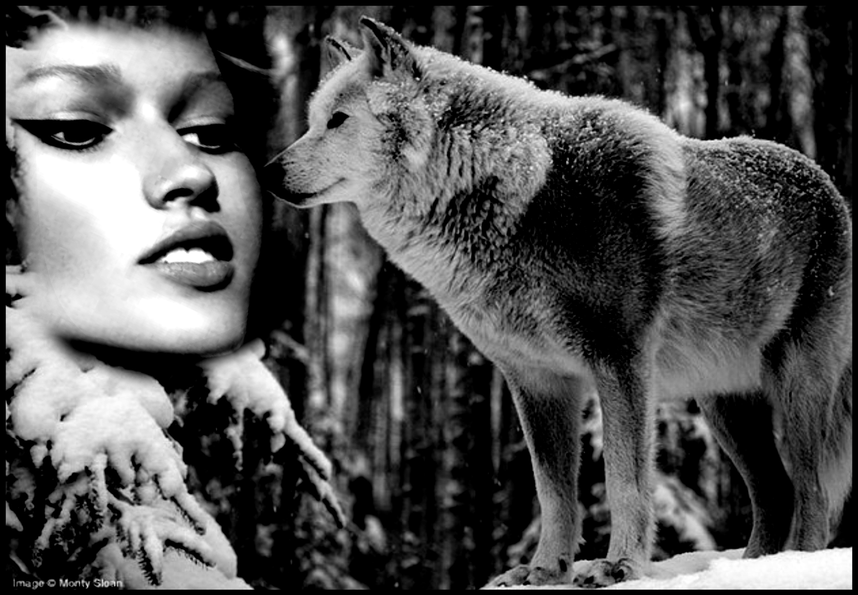 JUANI_09's Wildlife Frames - 2009 March - 2012 - white-wolf Juani09 ...