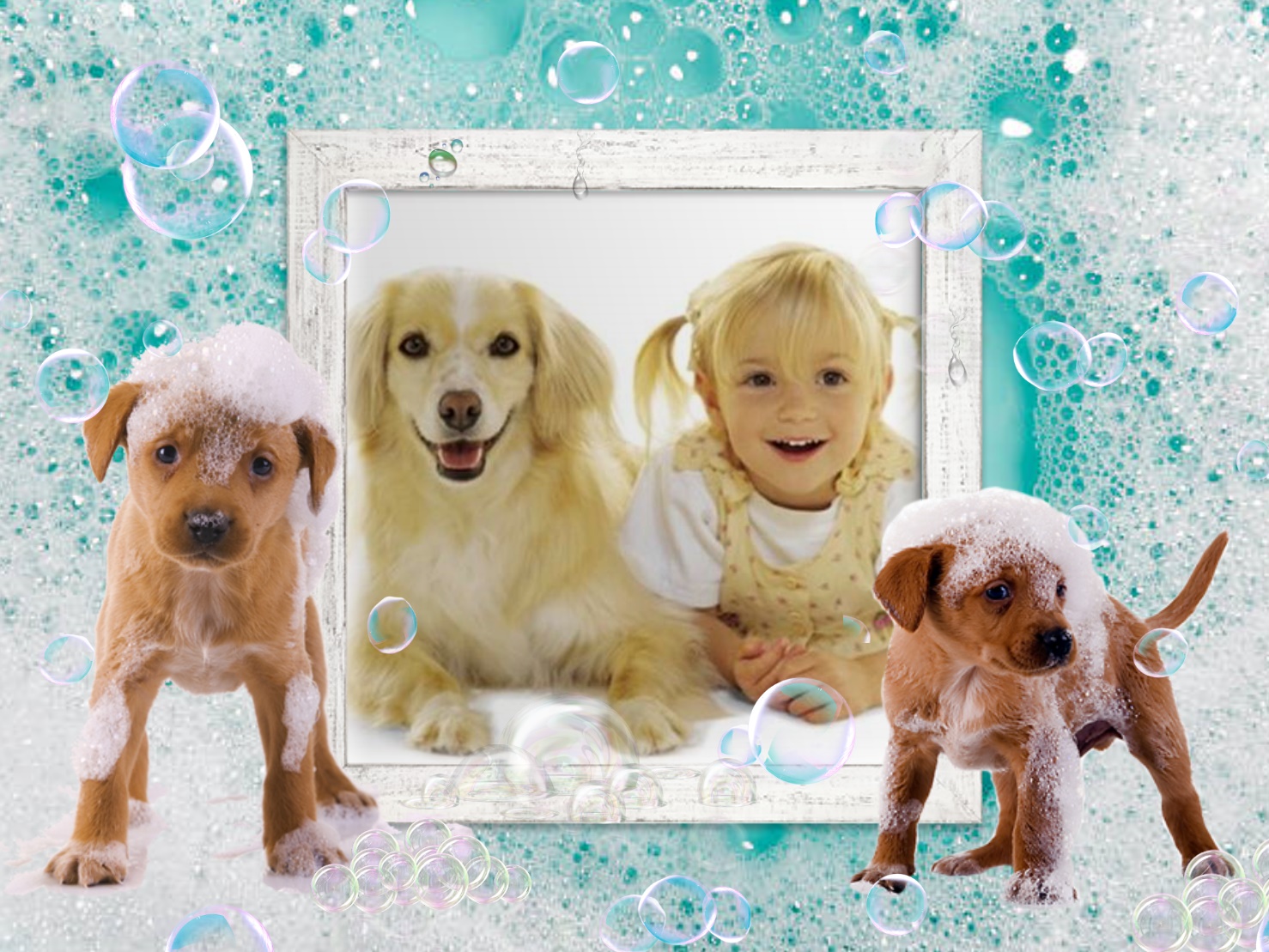 Elizabeth's CATS & DOGS 🐱 🐶 - Dogs Labrador Pets - Dogs Labrador Pets ...