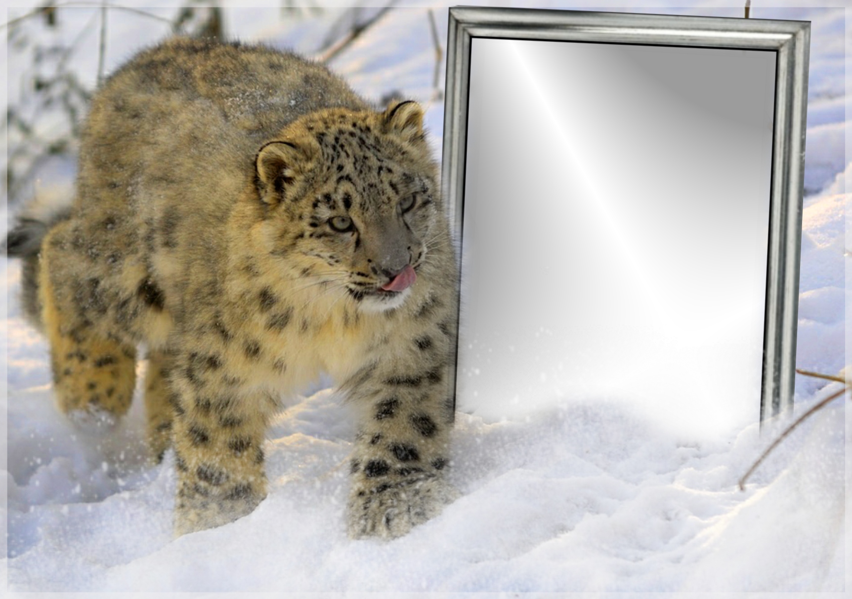 evmasy's Alaska Frames - 2009 January - 2012 - snow leopard water ...