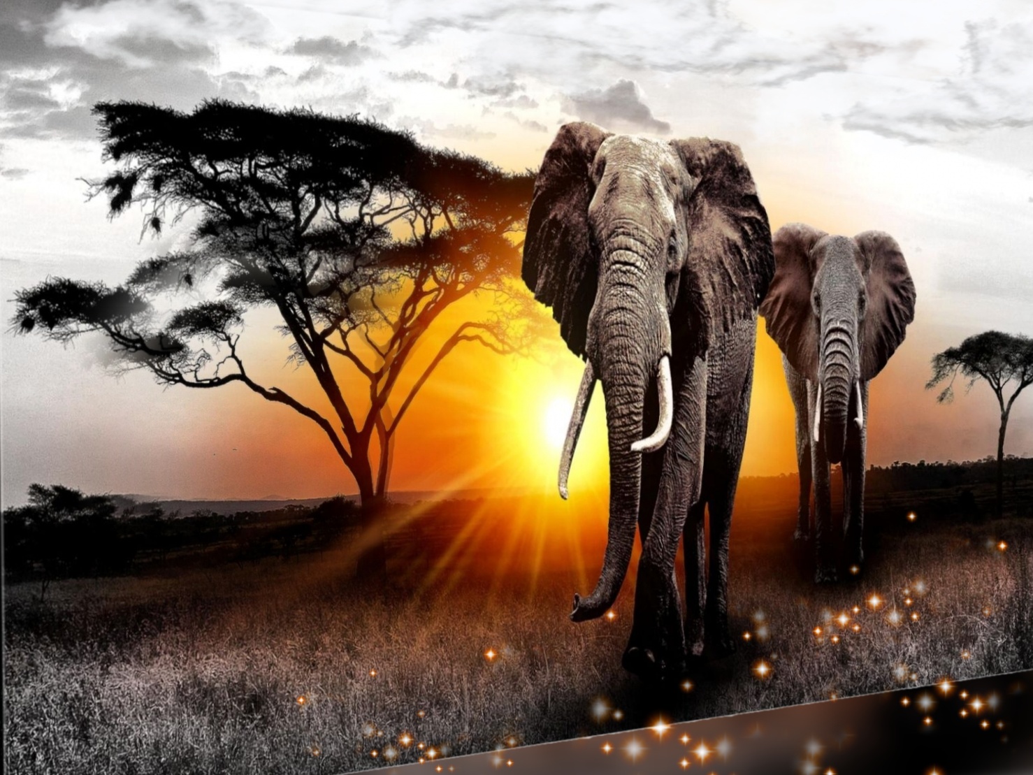 lissy's wildlife 🦁 animals🐬 - wildlife sunset lissy - wildlife sunset lissy