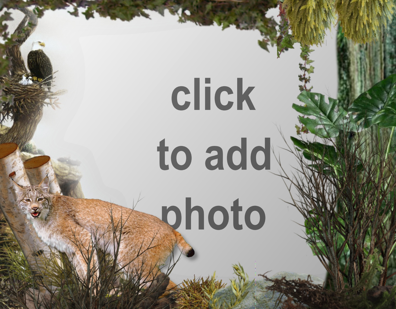 nadastefkova's Wildlife Frames - 2012 - Frame with animals Nadastefkova ...