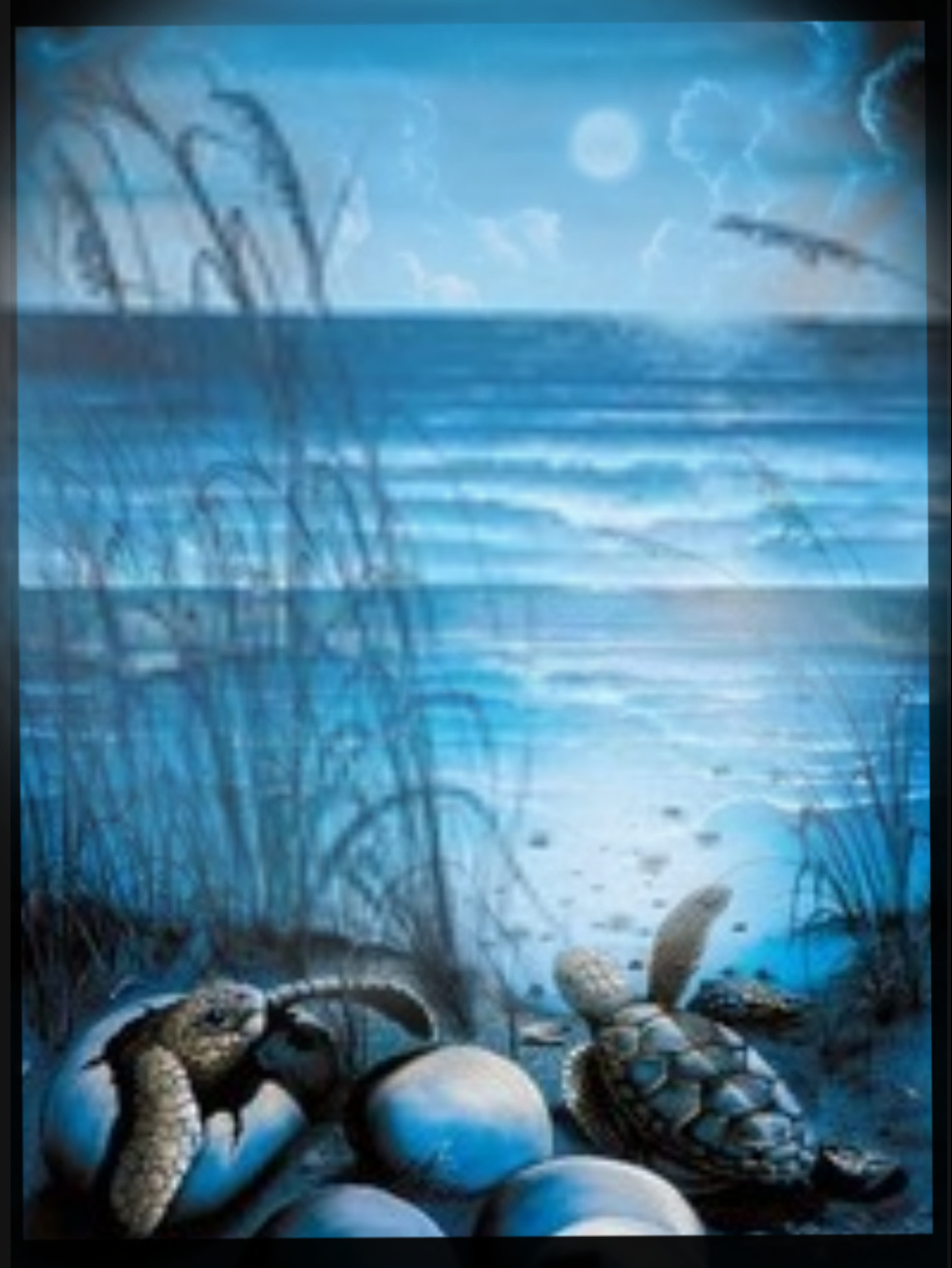 Mmhartley2's Everything Stream - Beach Turtles Summer - Beach Turtles ...