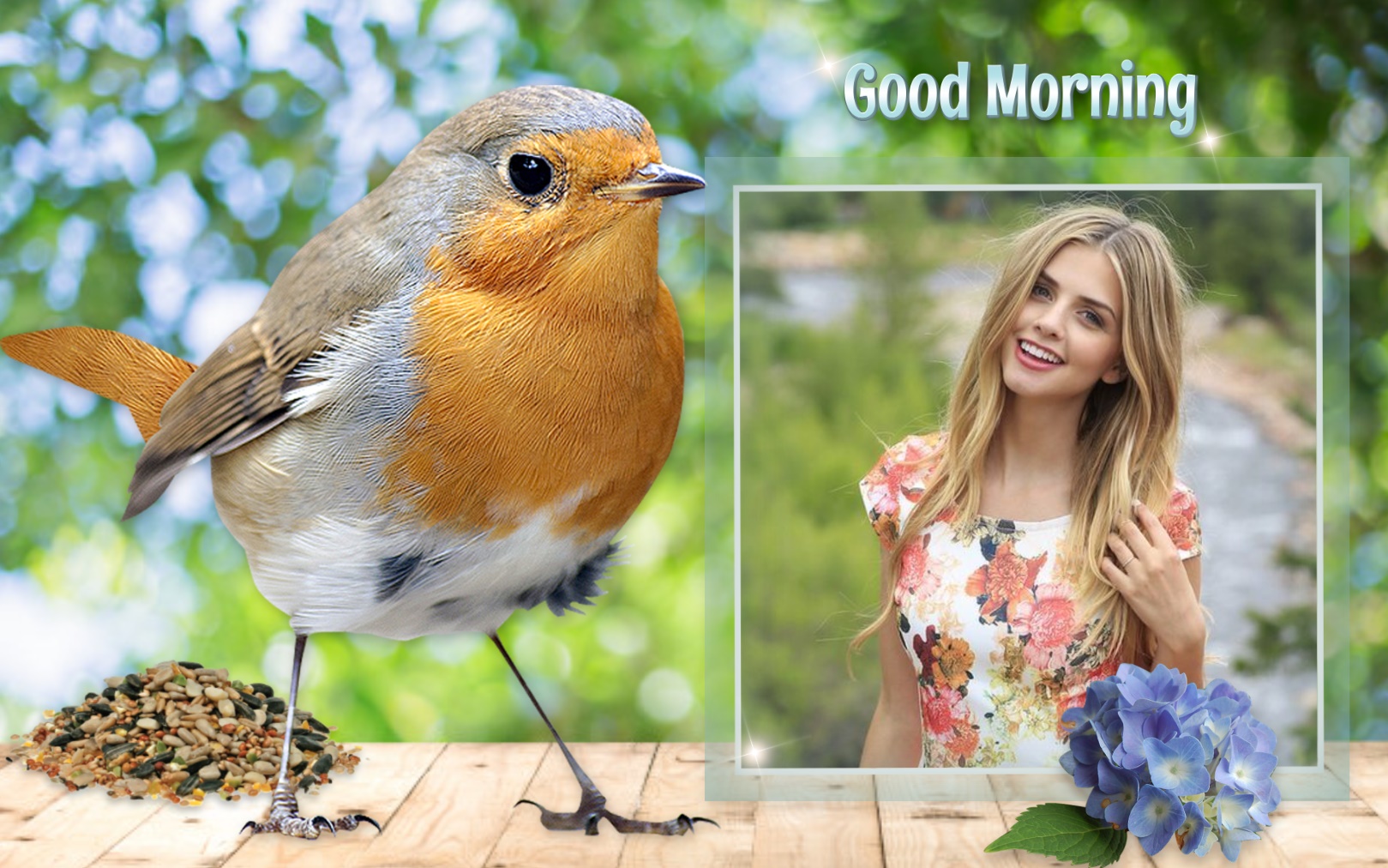 Elizabeth's ANIMALS & WILDLIFE 🙈 - Birds Robin Wildlife - Birds Robin ...