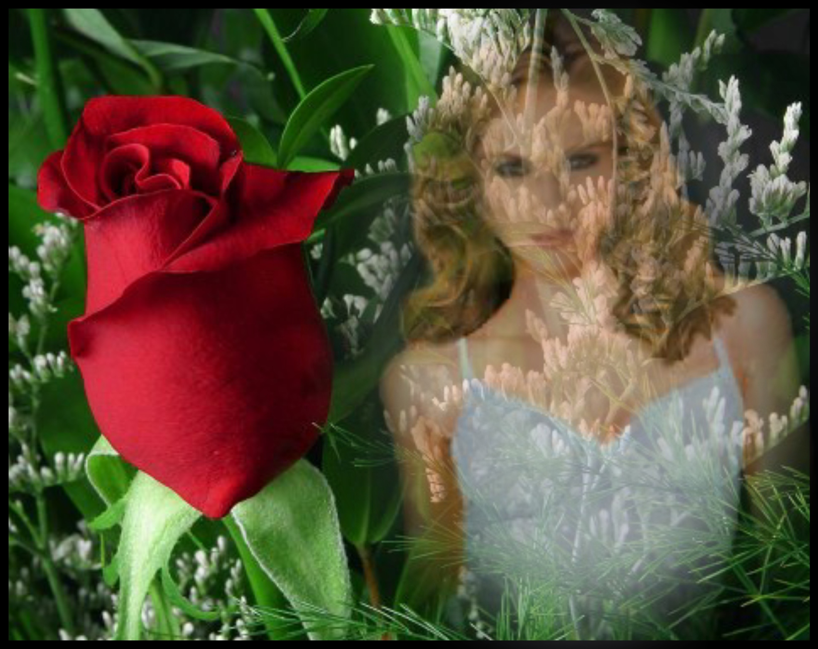 ZingerBug's Kimi Frames - 2009 February - Red Rose Zinger Bug - Red ...