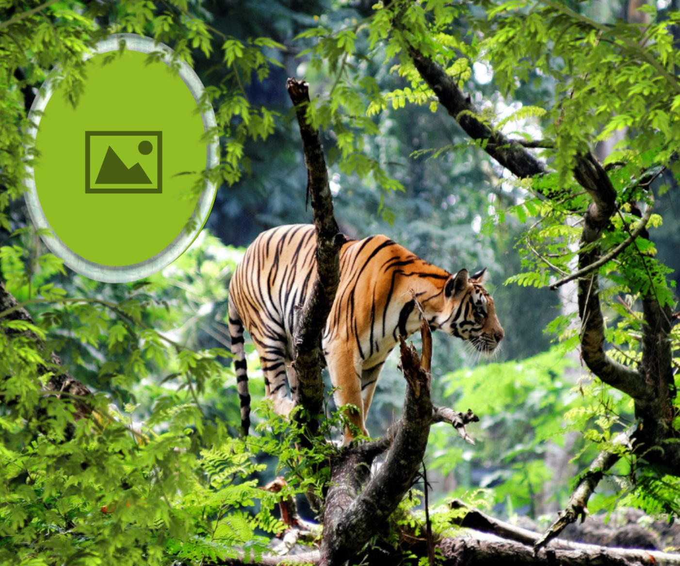 pussycatlady22's Wildlife Frames - Wildlife Frames Wildlife ...