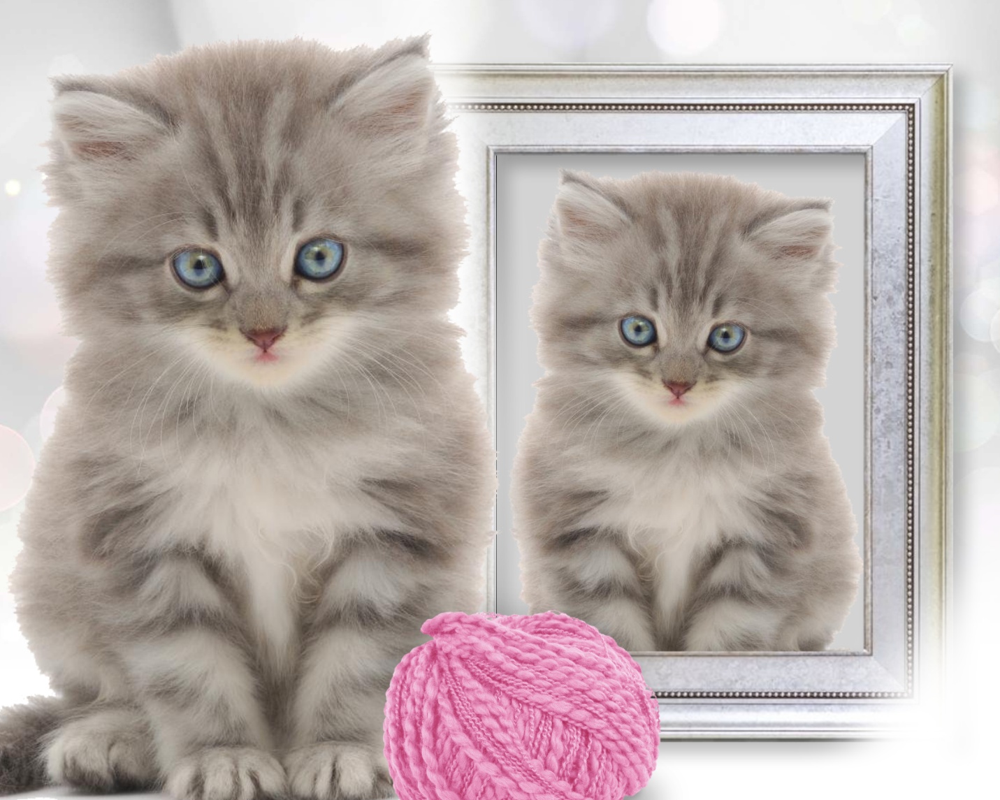 Elizabeth's CATS & DOGS 🐱 🐶 - Cats Kittens Pets Elizabeth - Cats ...