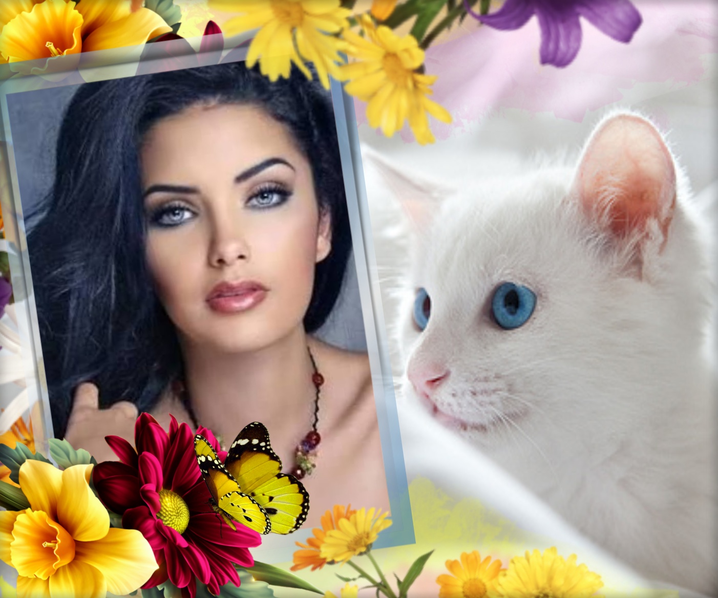 Adelaide's ANIMALS / PETS / ANIMAIS - Adelaide - Adelaide - Cats ...