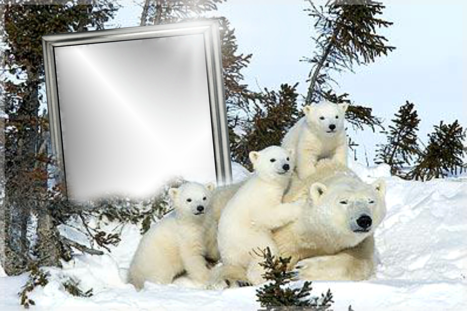 evmasy's Canada Frames - 2012 January - cute icebear animals wildlife ...