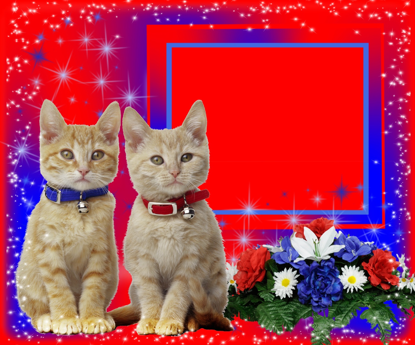 Sinnlich's Cat Frames - 2020 - Cats , USA Sinnlich Cats Me July4th Red ...
