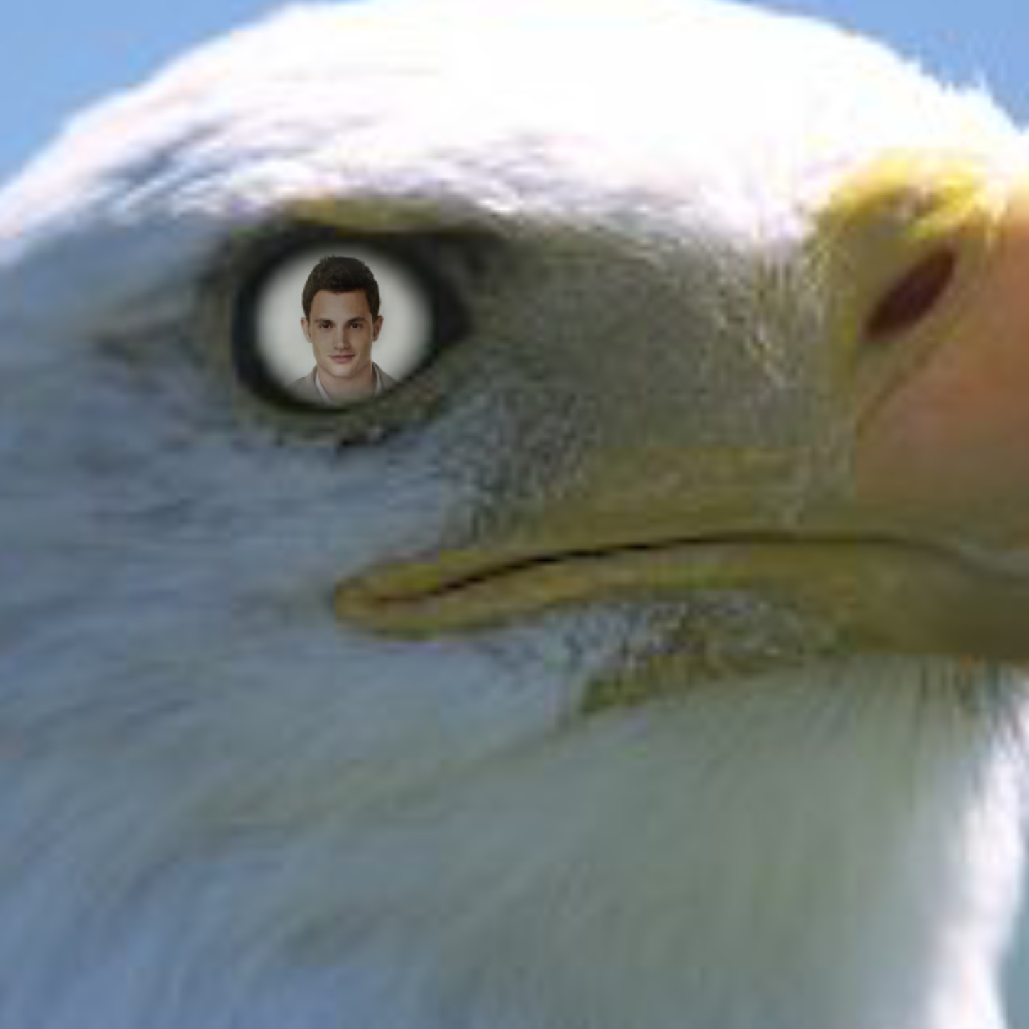 yfaith's Funny Frames - 2008 December - eagle eye thank you for using ...