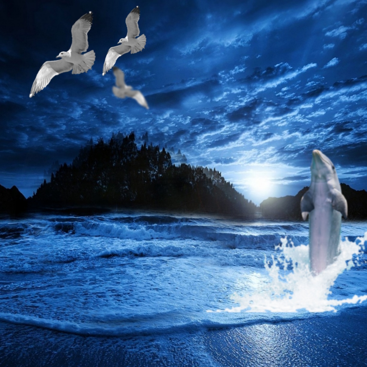 It'sMichelle's Wildlife Frames - Dolphin Wildlife Nature Scenery ...