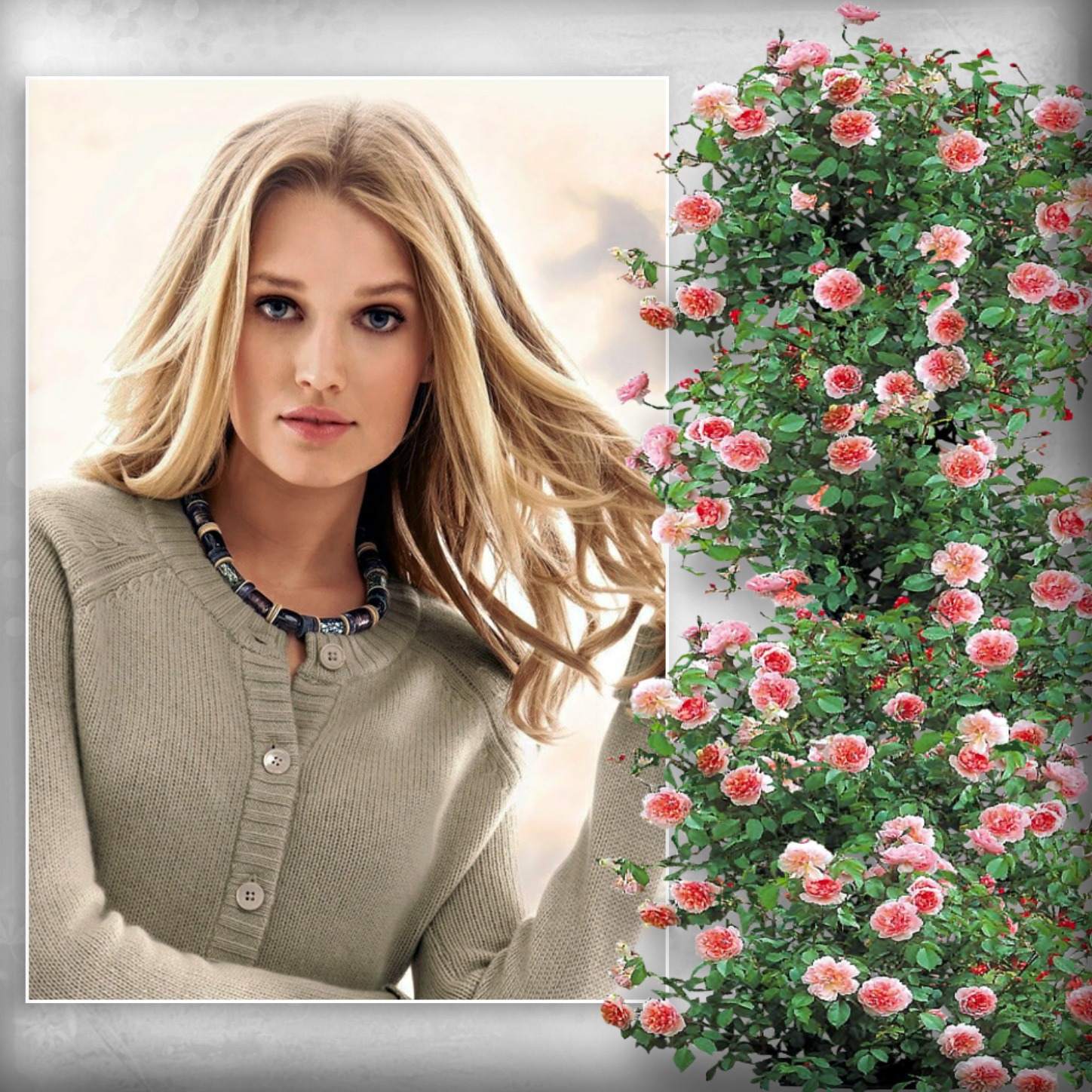 Elizabeth's GOOD MORNING/DAY/NIGHT ⭐️ 1/3 - Haveagreatday Pink Rose ...