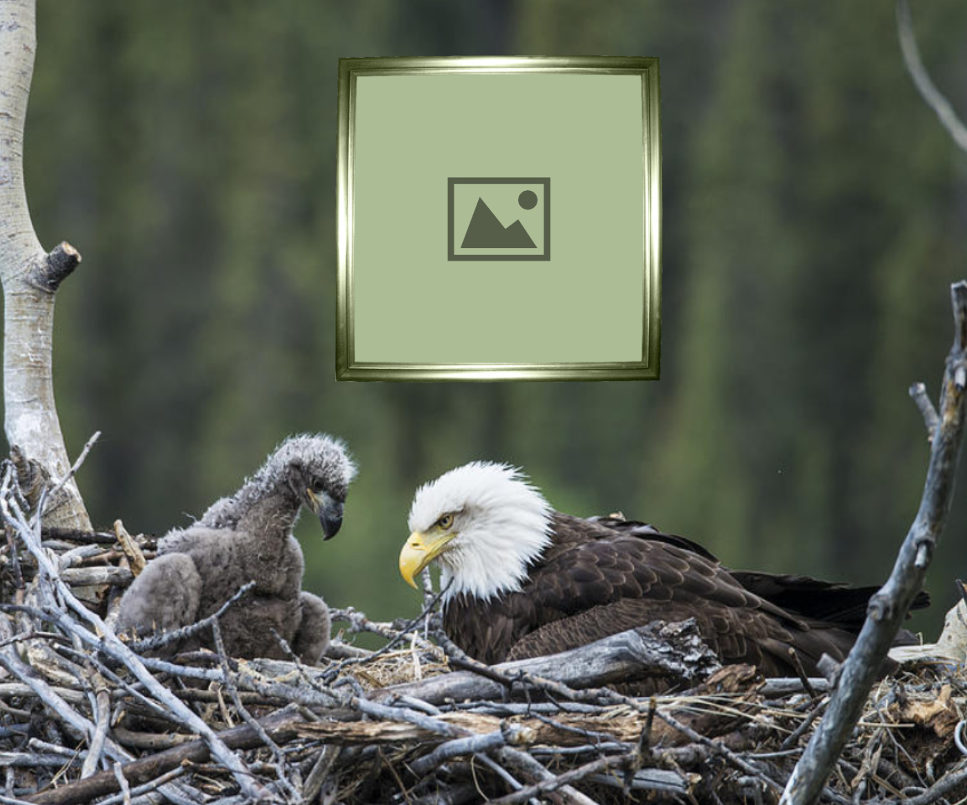 pussycatlady22's Wildlife Frames - Wildlife Frames Wildlife Birds ...