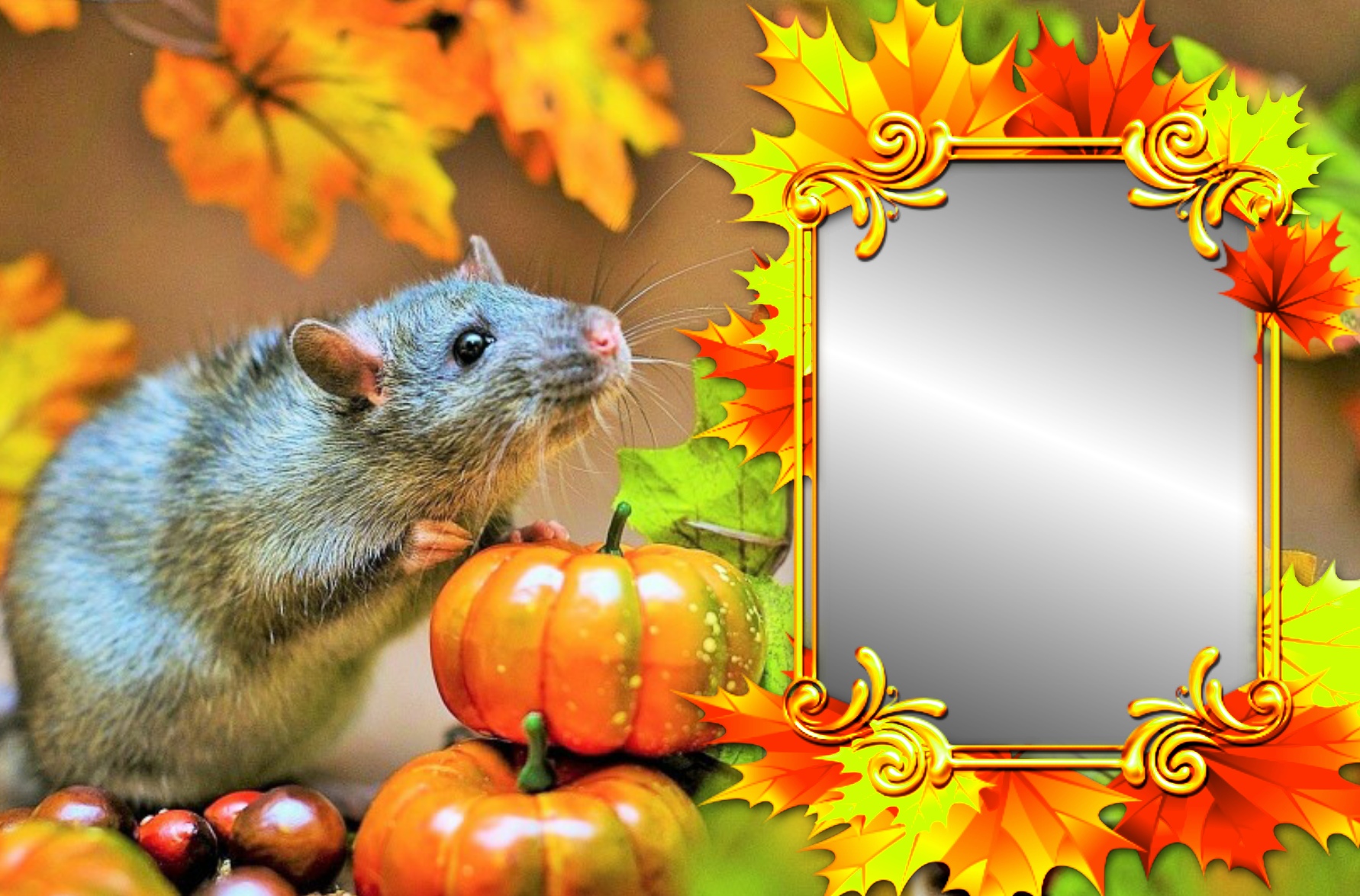 sterva1990's Fall Frames - 2017 October - Frame Sterva1990 fall - Frame ...