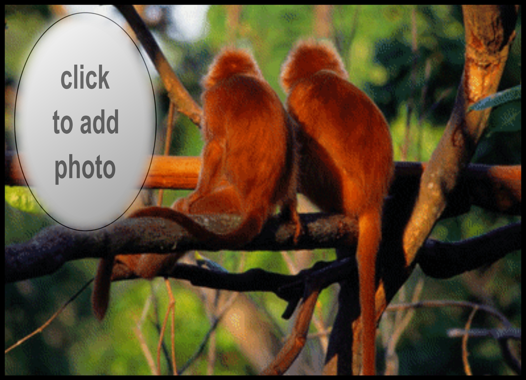 schnuckel1010's Wildlife Frames - 2009 April - Animated Monkey ...